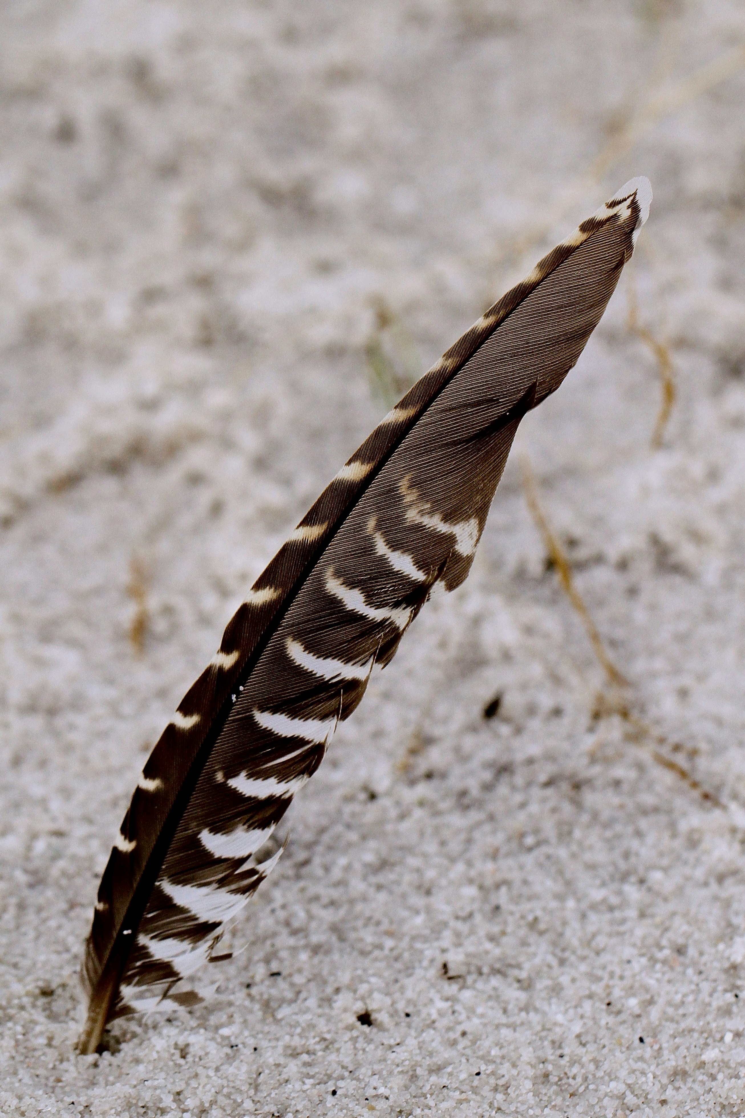A single feather stands upright in sandy terrain, showcasing intricate patterns and textures. The natural backdrop highlights the feather's delicate beauty.