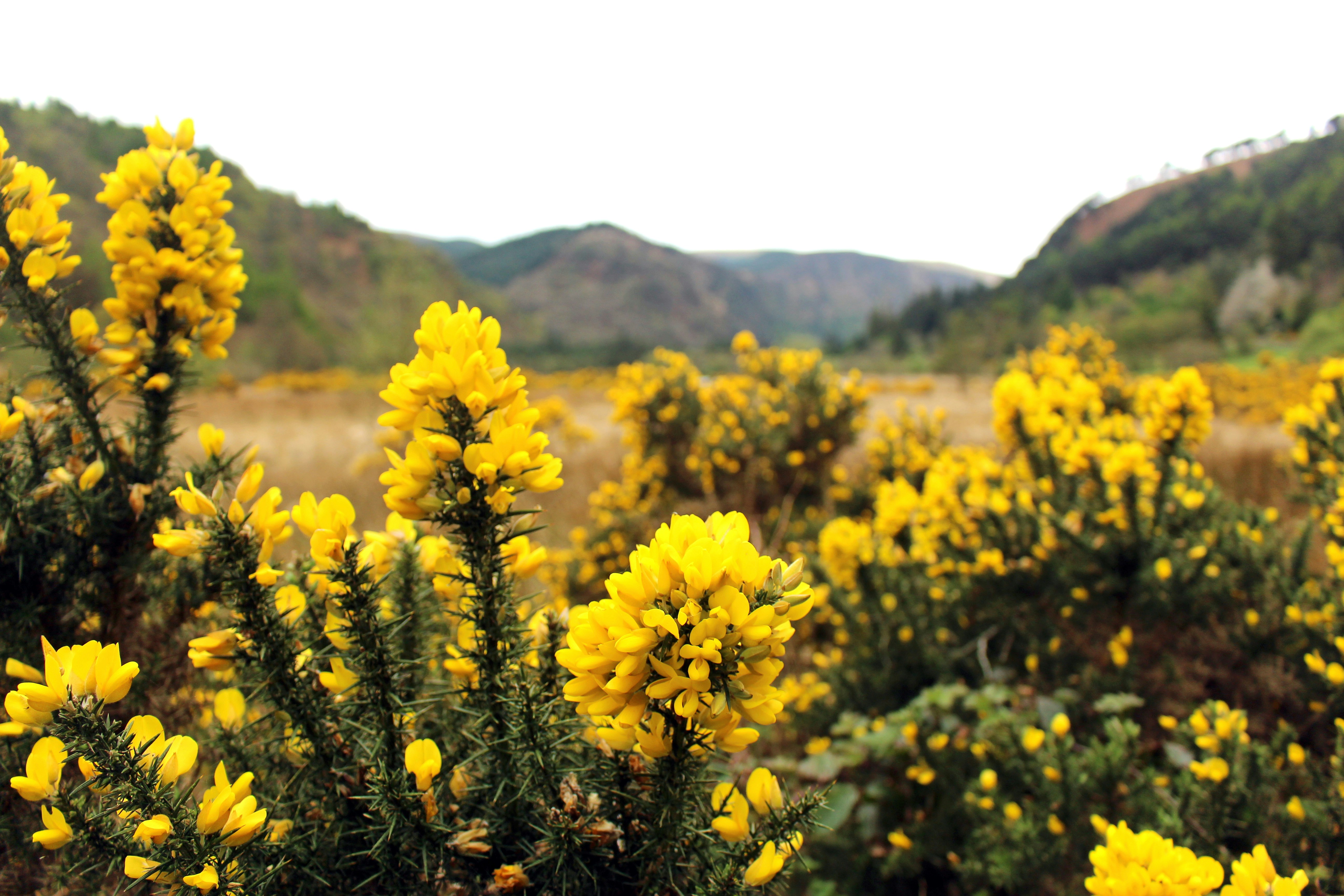 Golden Gorse Spikes in the Quiet Moor under Spring Light