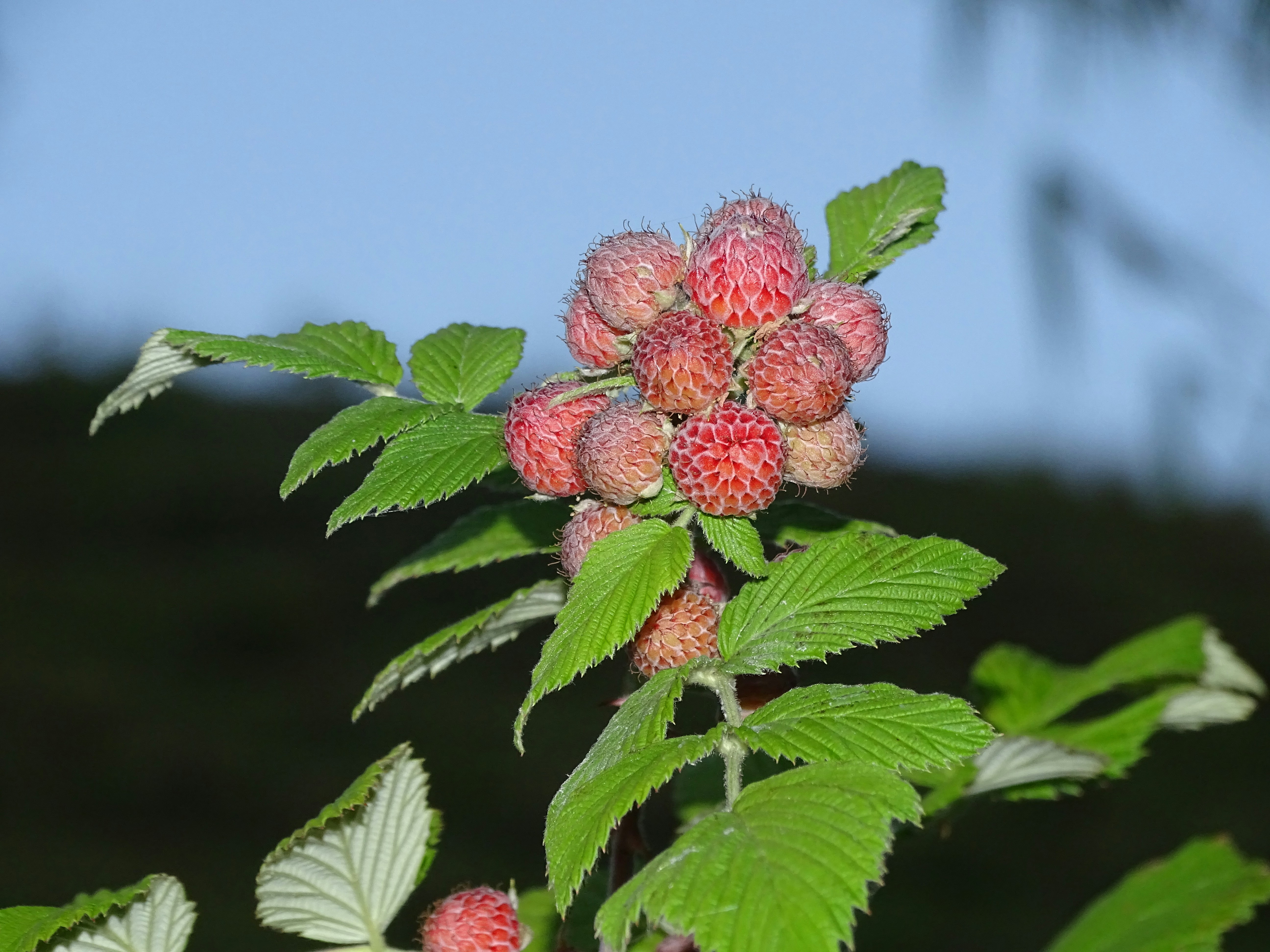 Cluster of red berries on a leafy branch against a blurred background.