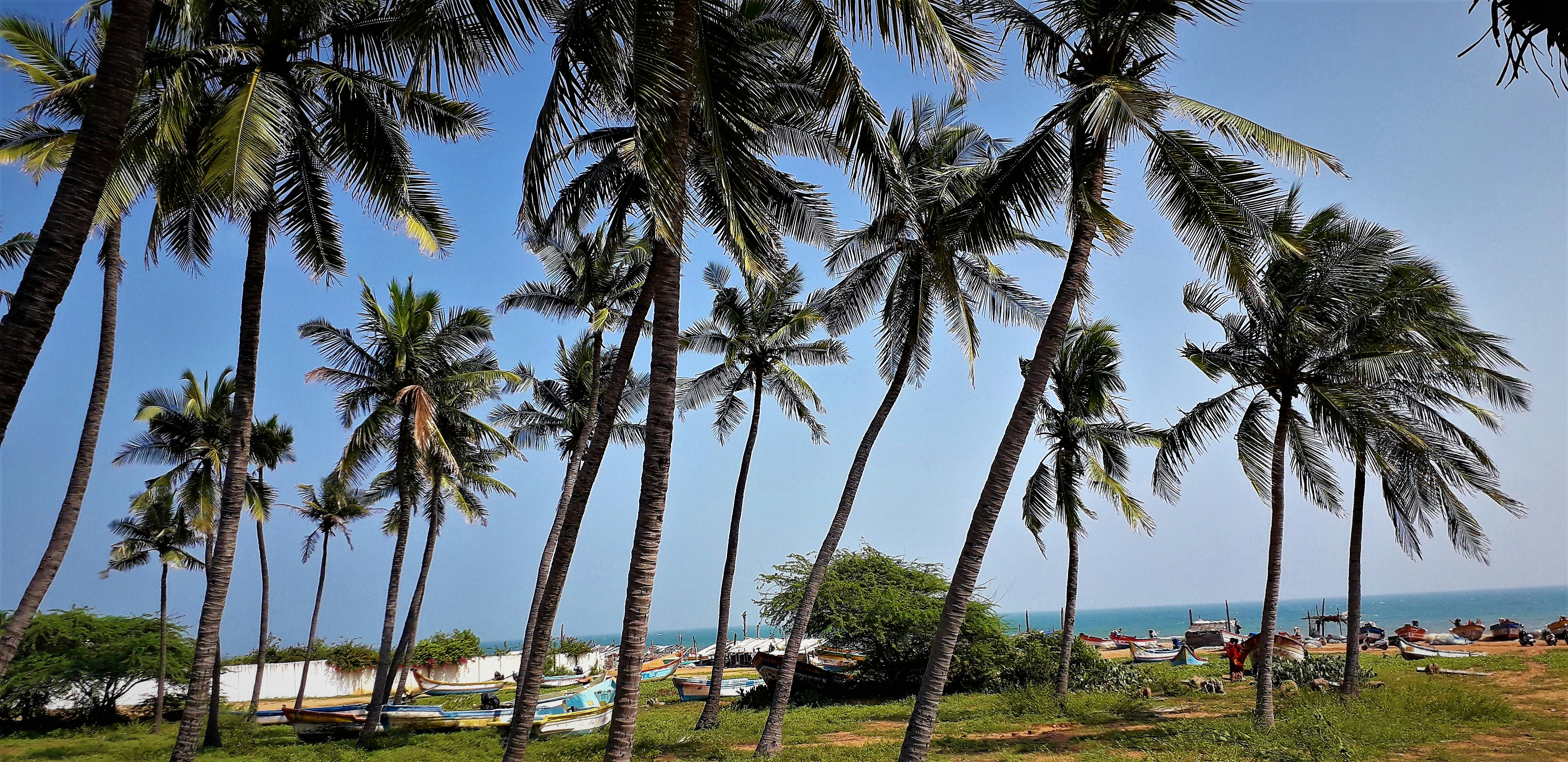 Tall palm trees swaying against a clear blue sky by the beach.
