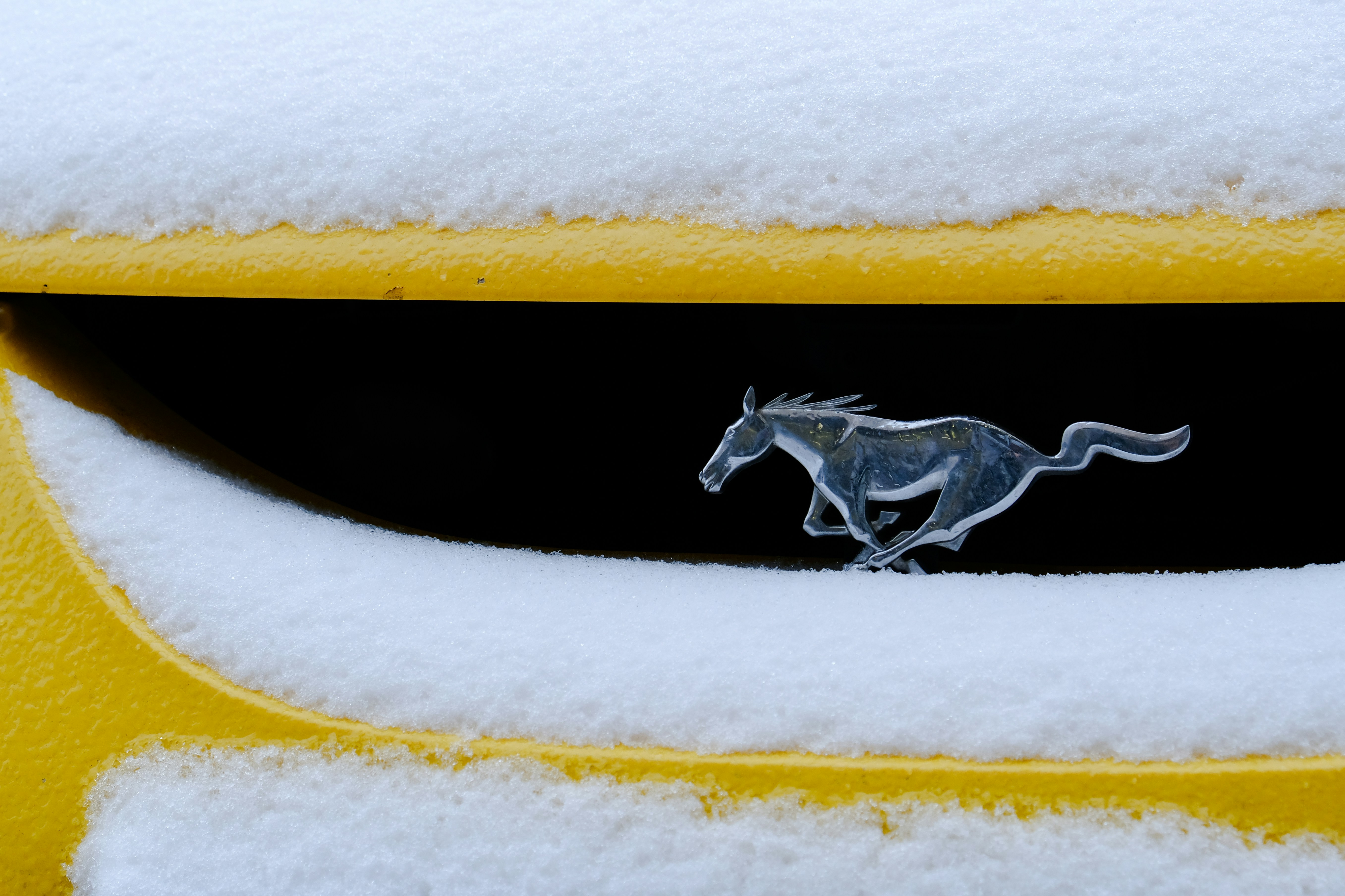 Mustang Emblem in a Snow-Touched Yellow Grille