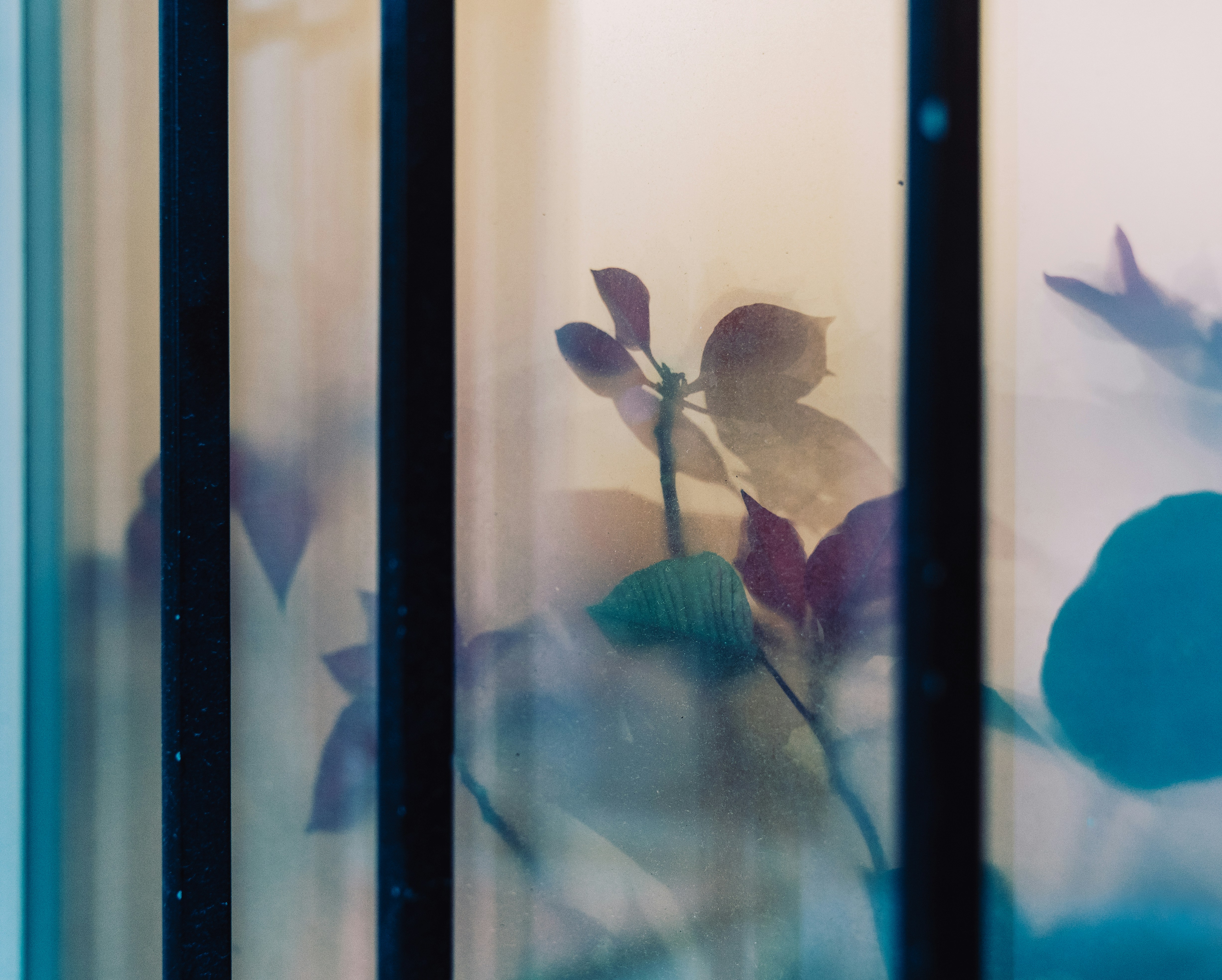 Silhouetted leaves and petals softly blurred against a frosted glass backdrop, creating an ethereal atmosphere.