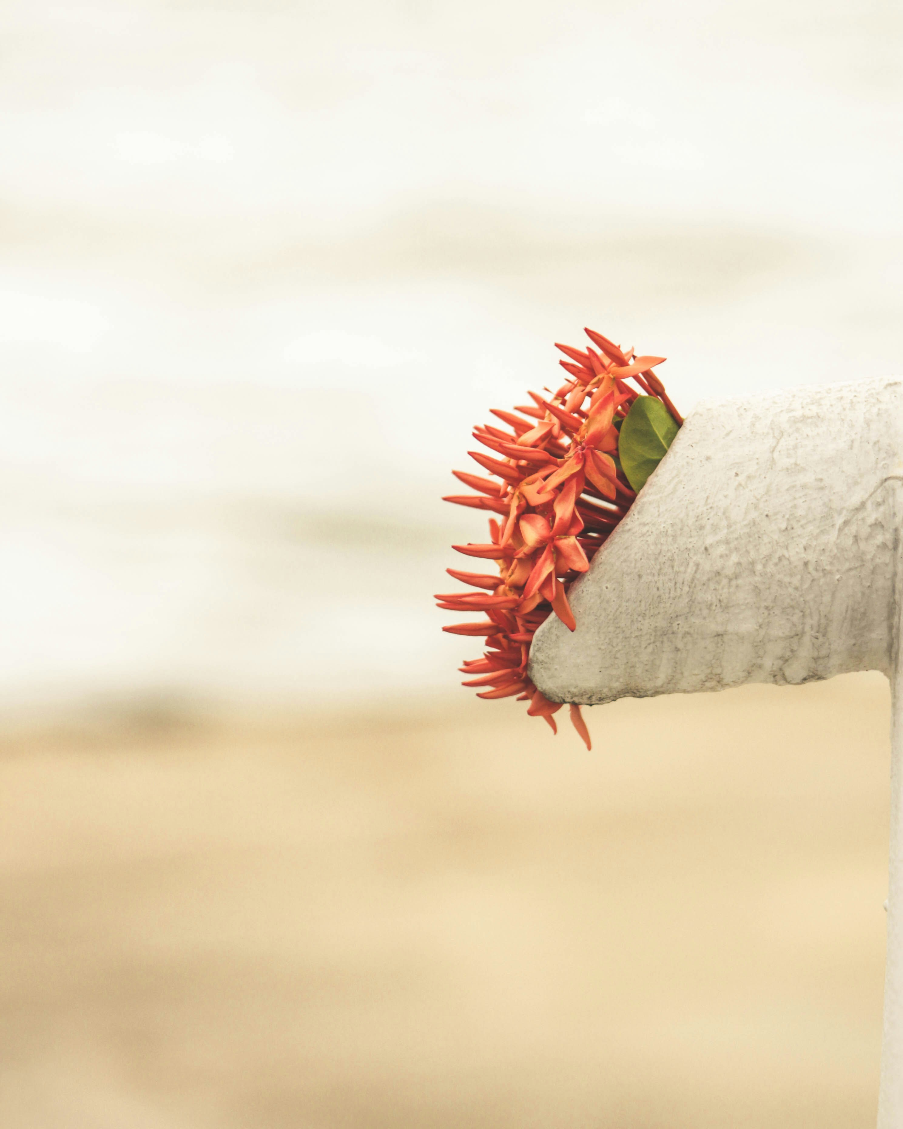 Vibrant orange flowers adorn a concrete post beside a tranquil beach, blending natural beauty with urban elements.