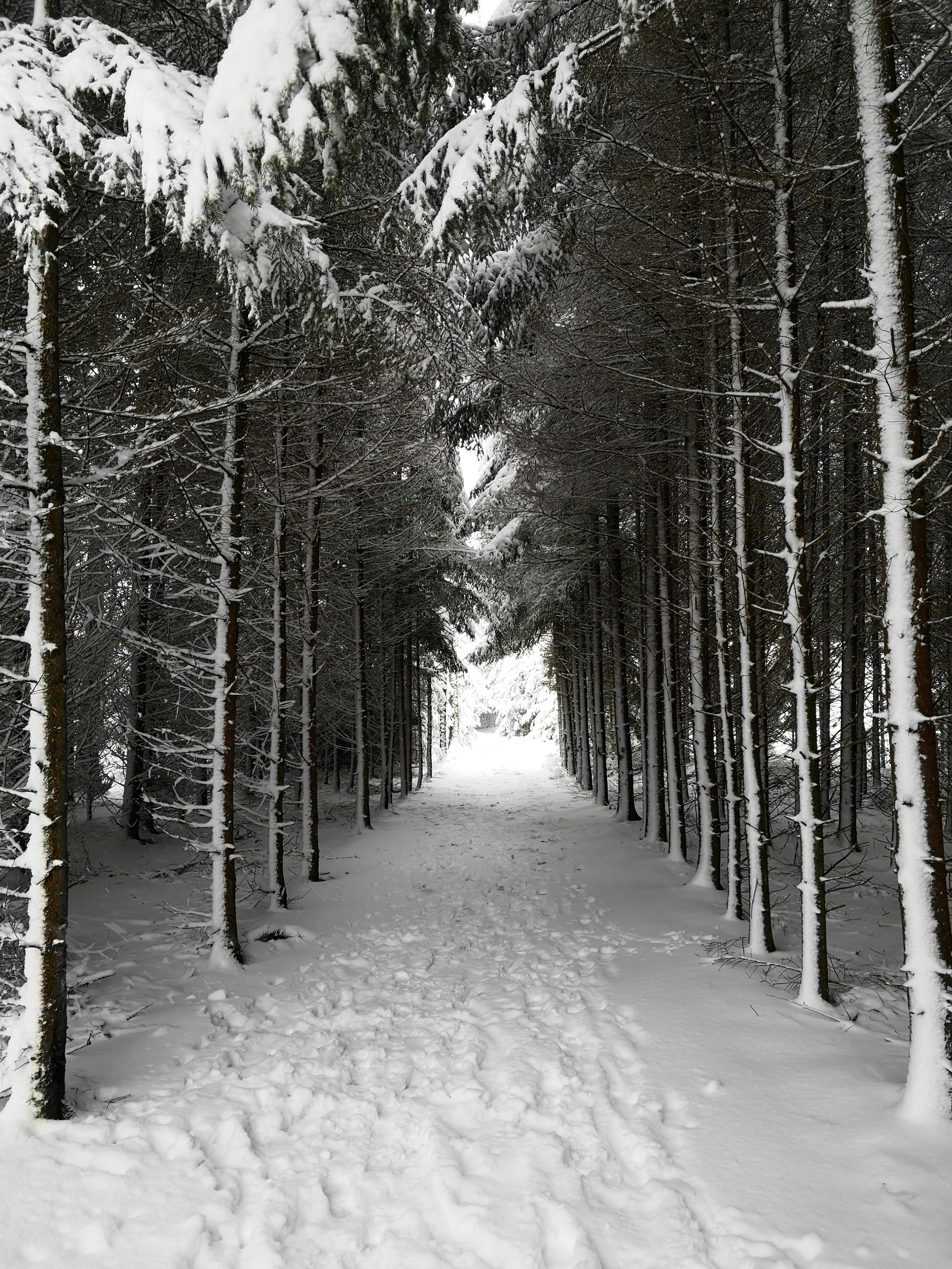 A serene snowy pathway flanked by tall trees, leading to a bright, illuminated area in the distance.