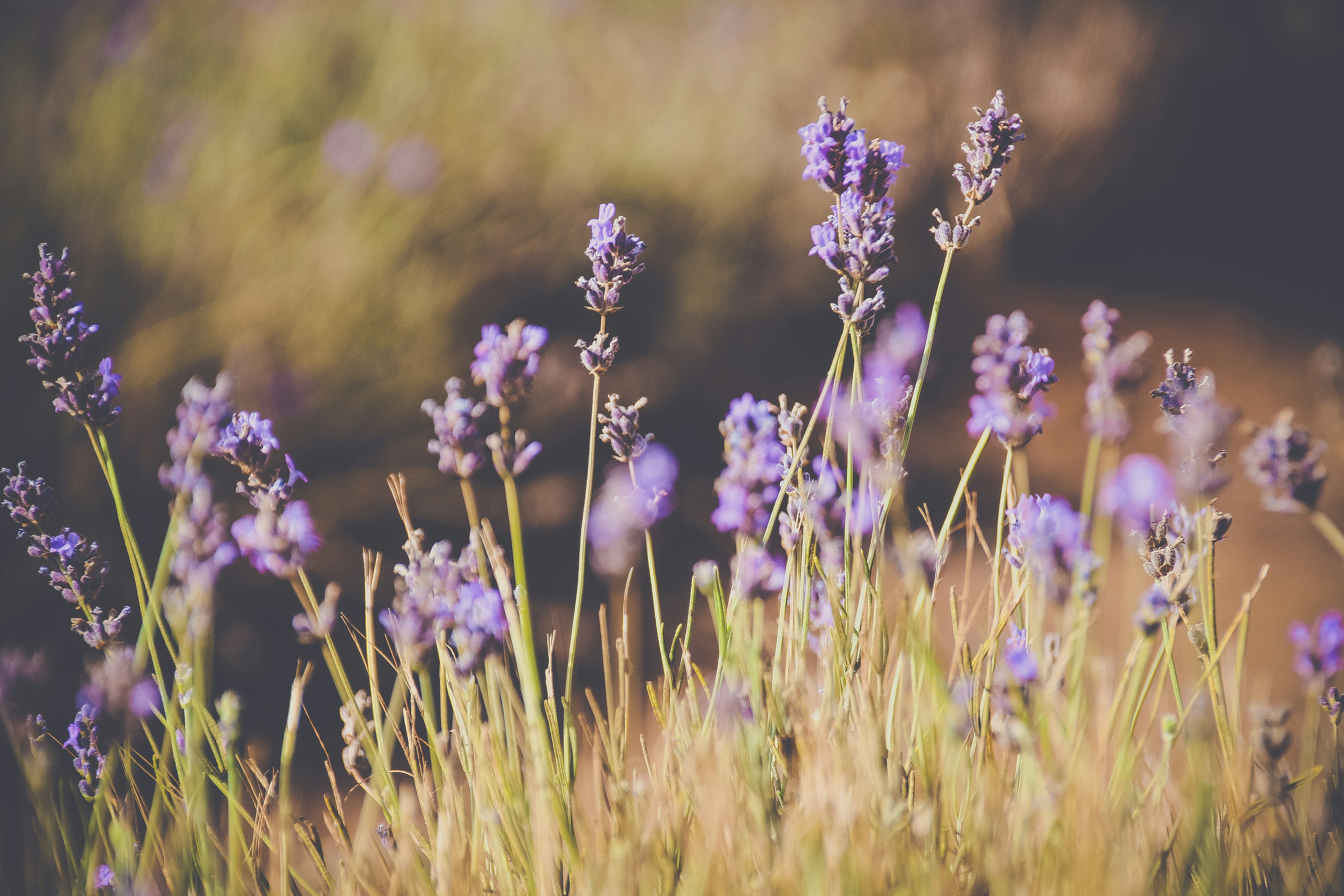 Lavender flowers bathed in soft, golden sunlight with a blurred background.