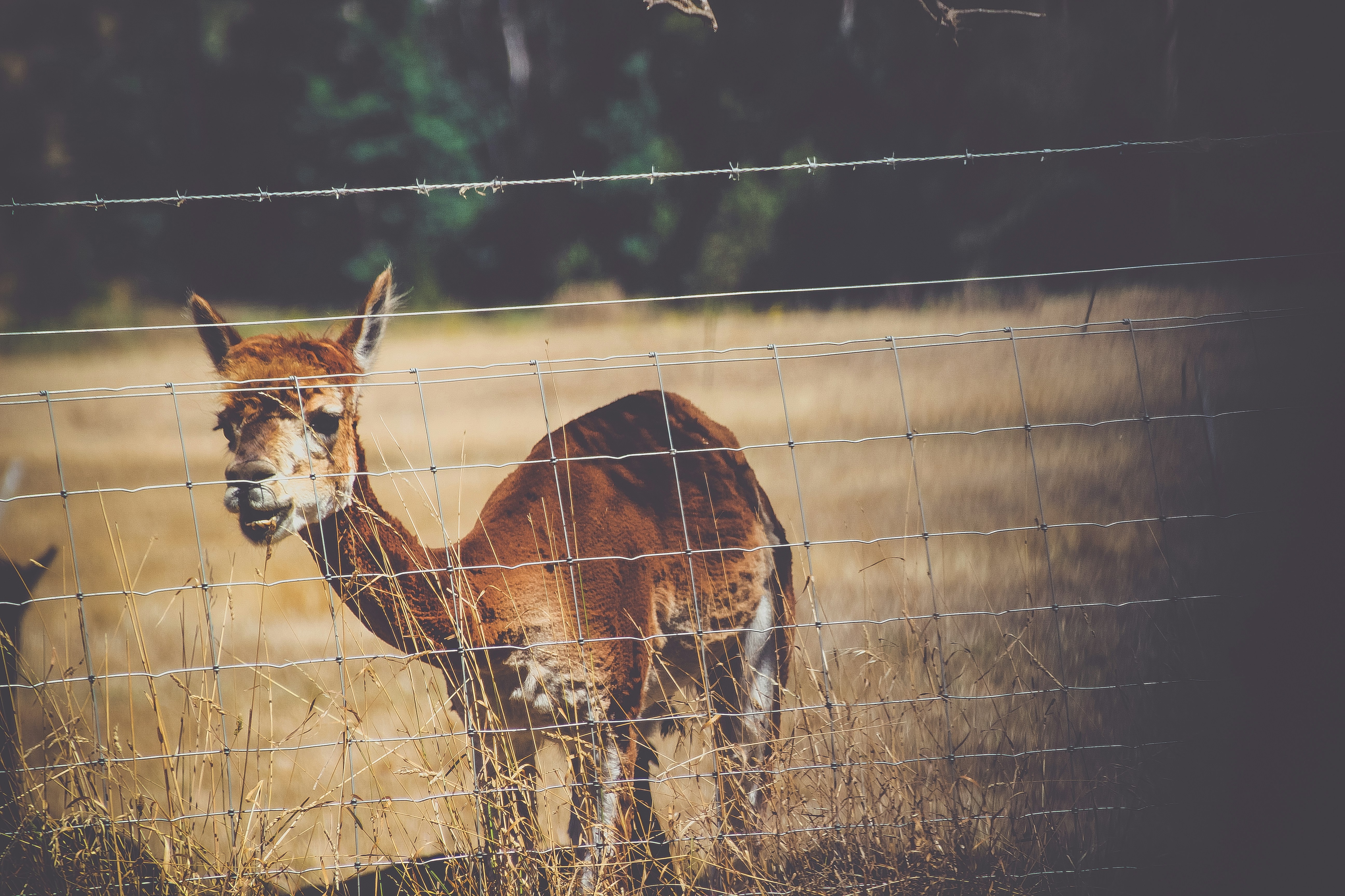 Lone Deer at Fence: Quiet Noon on the Prairie
