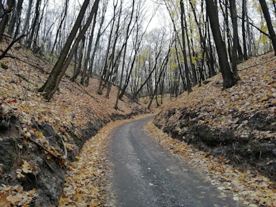 Winding Path Through Autumn's Embrace