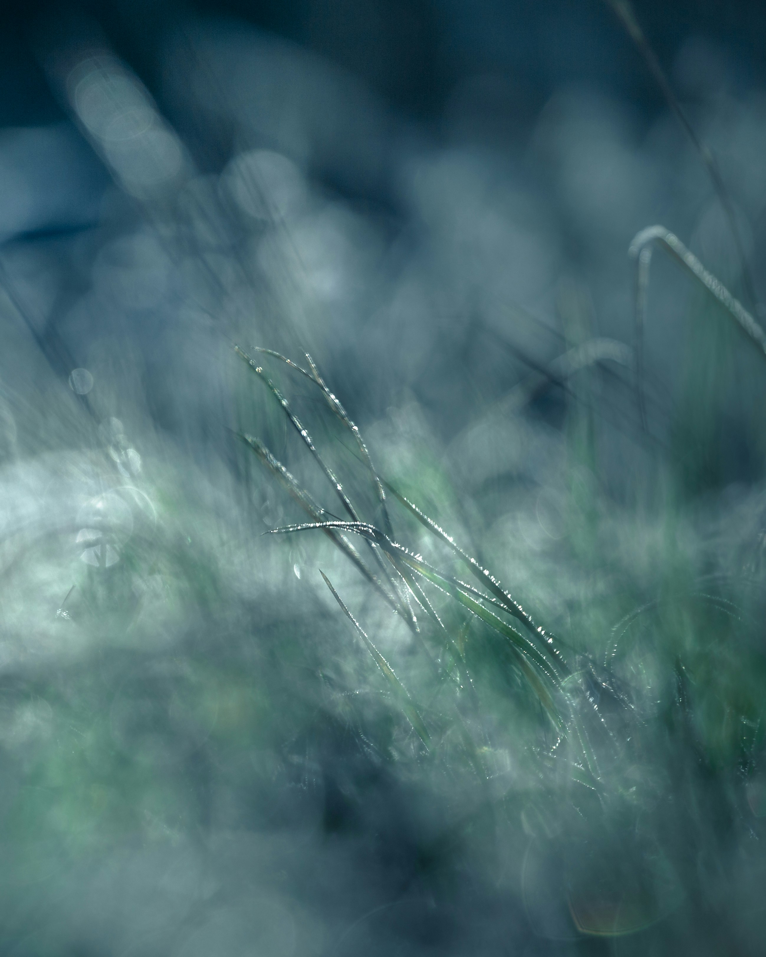 Dew-gleam on grass blades in a cobalt haze