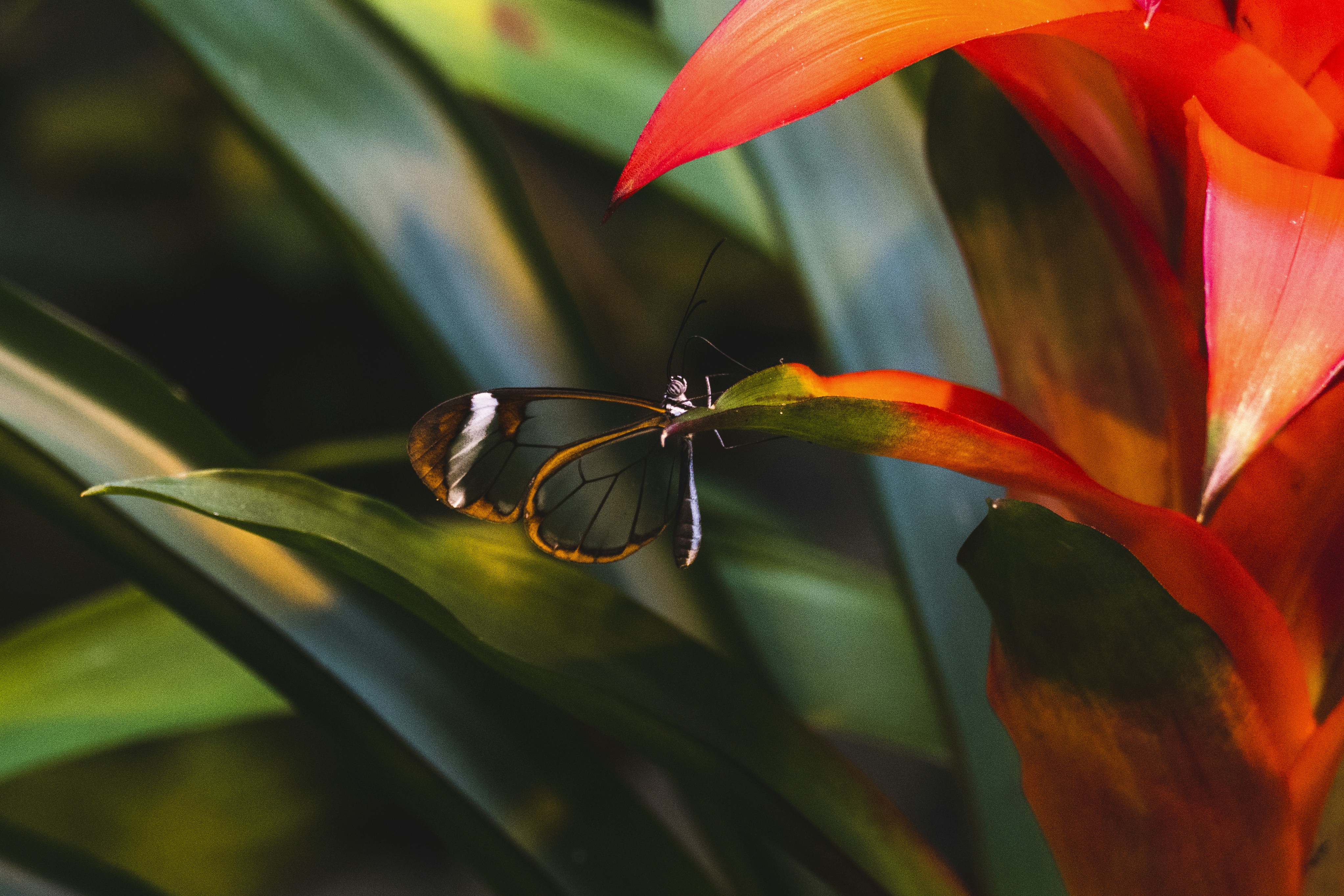 Macro-style photograph of a black butterfly with white markings in flight over vibrant Bird of Paradise foliage, with shallow depth of field highlighting color and form.