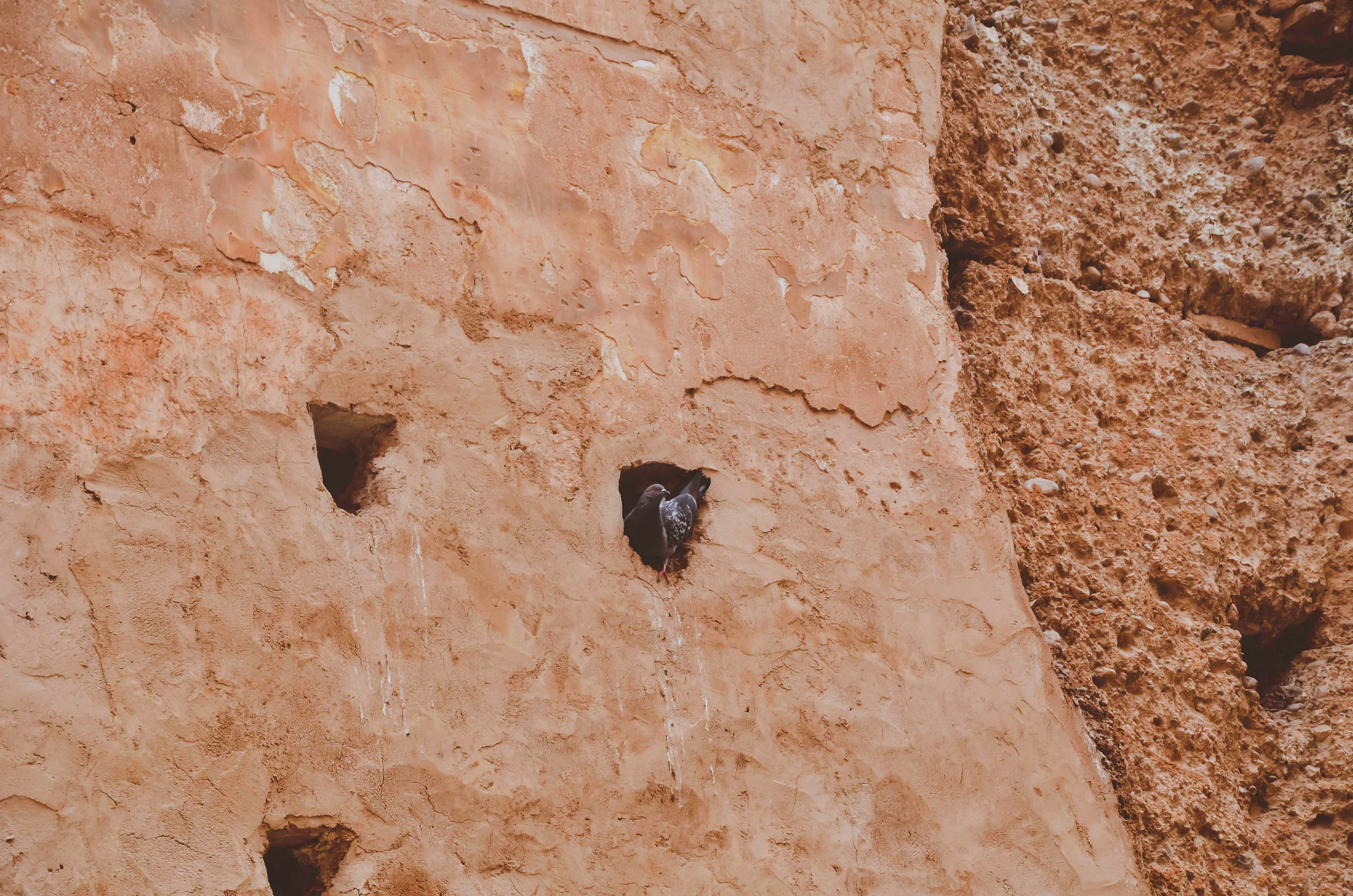 A small animal sticking its head out of a crack in a rock wall photo ...