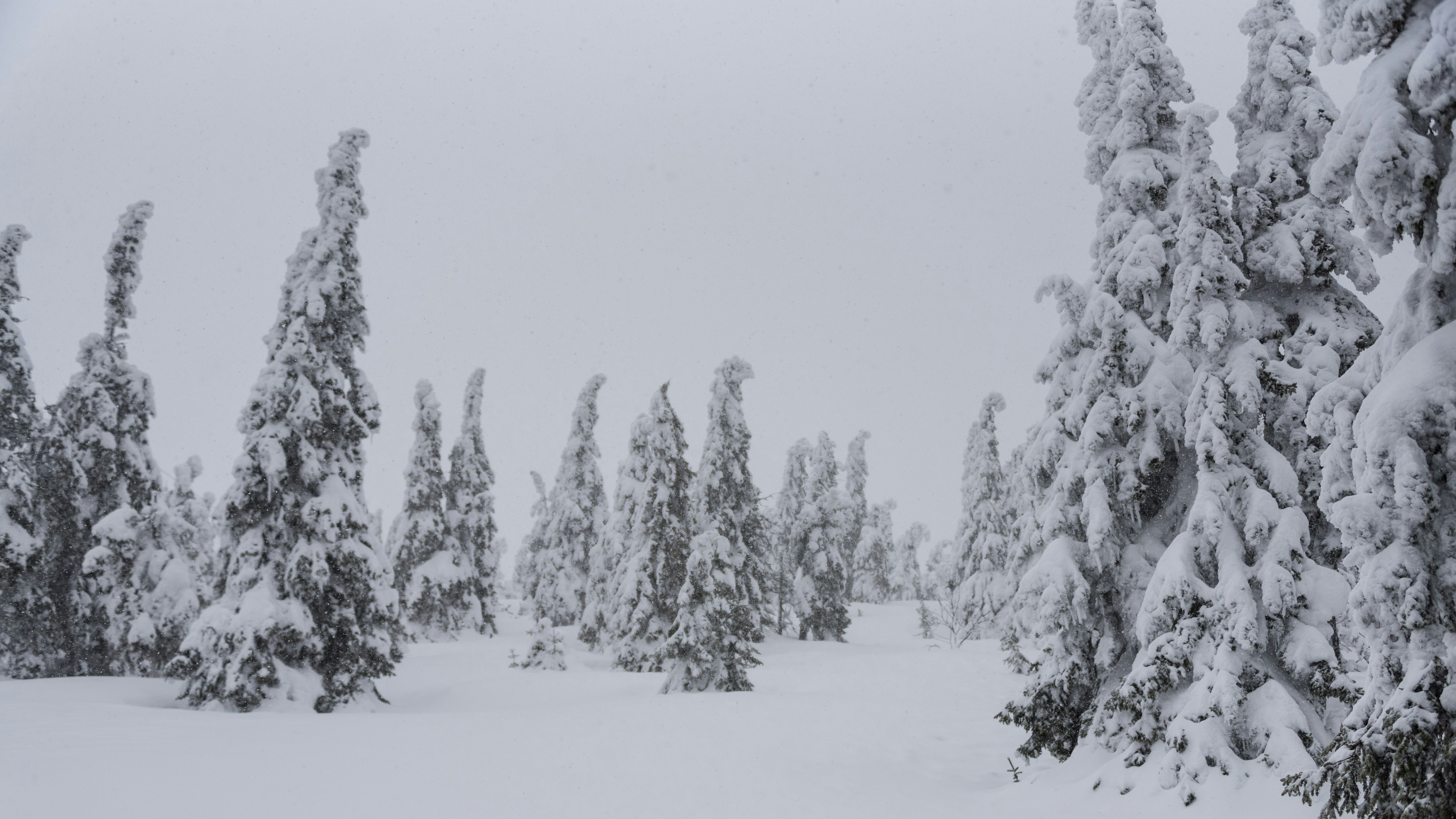 Spruce Tree Pictures | Download Free Images on Unsplash