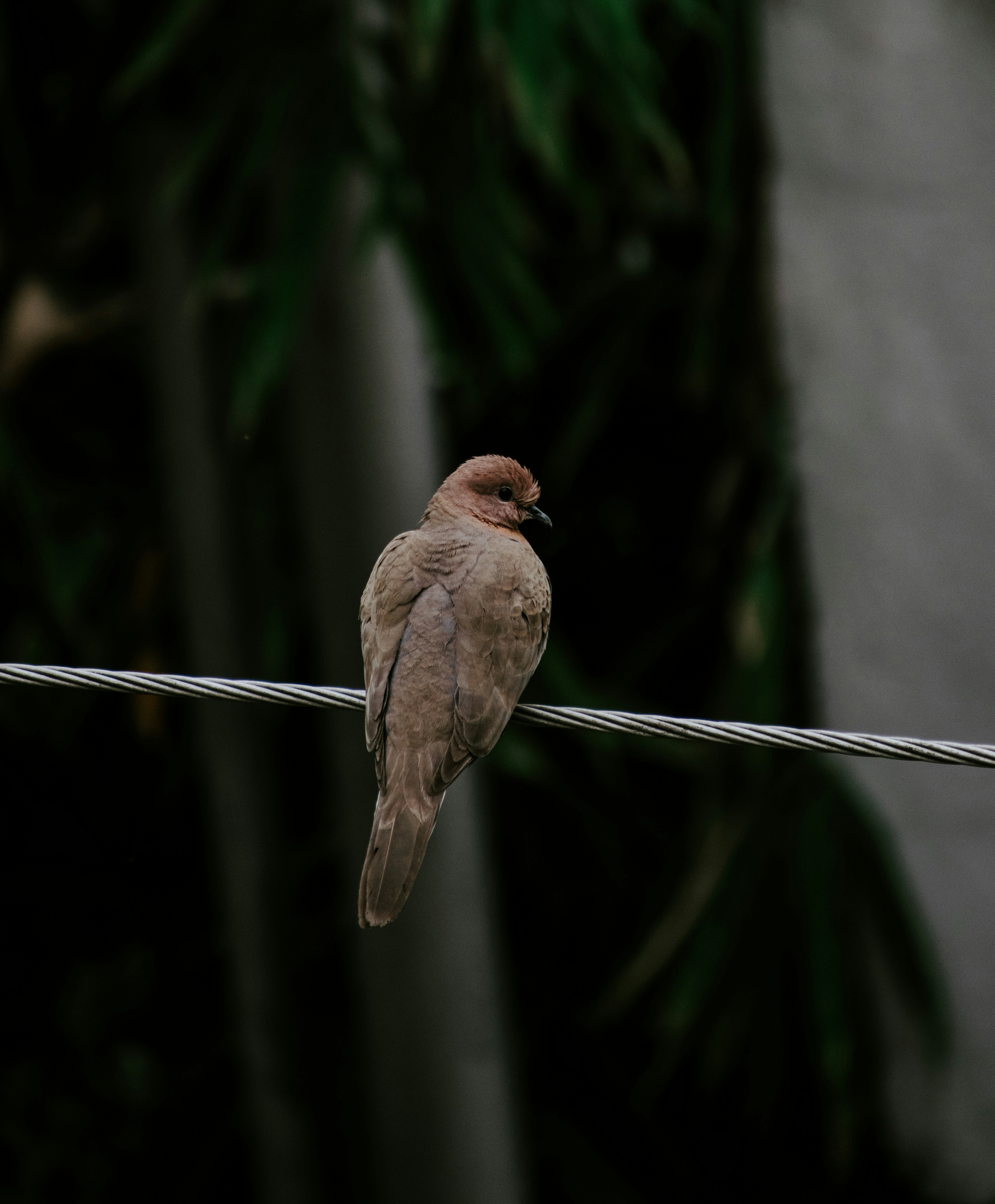 A beautiful bird.

Thanks a lot for showing love in this photo. I would greatly appreciate it if you could help me to buy a coffee here: https://www.buymeacoffee.com/shuttergoals

Best, 
Piyush.