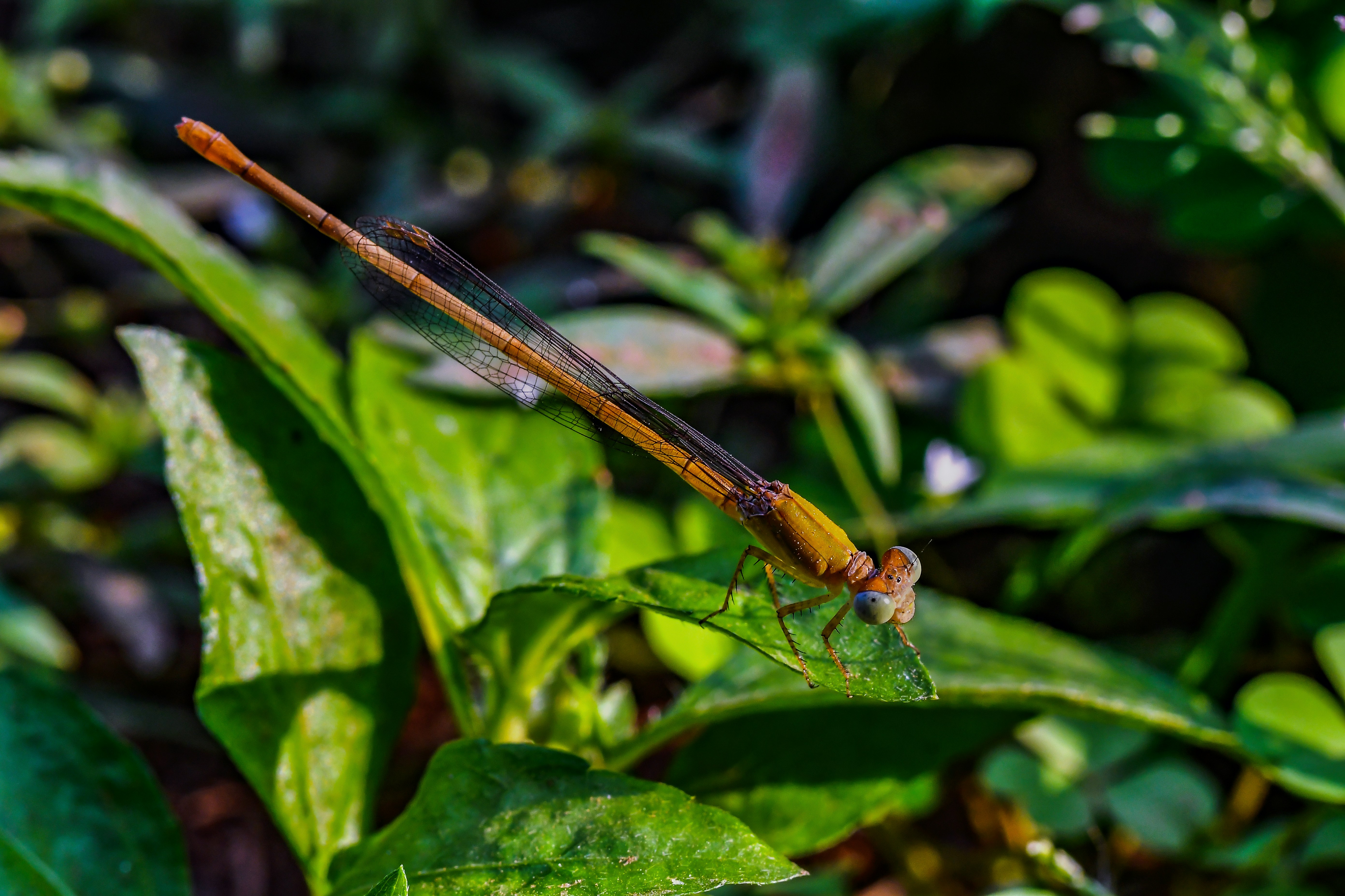 Prince David (@bravoprince) | Communauté photos Unsplash