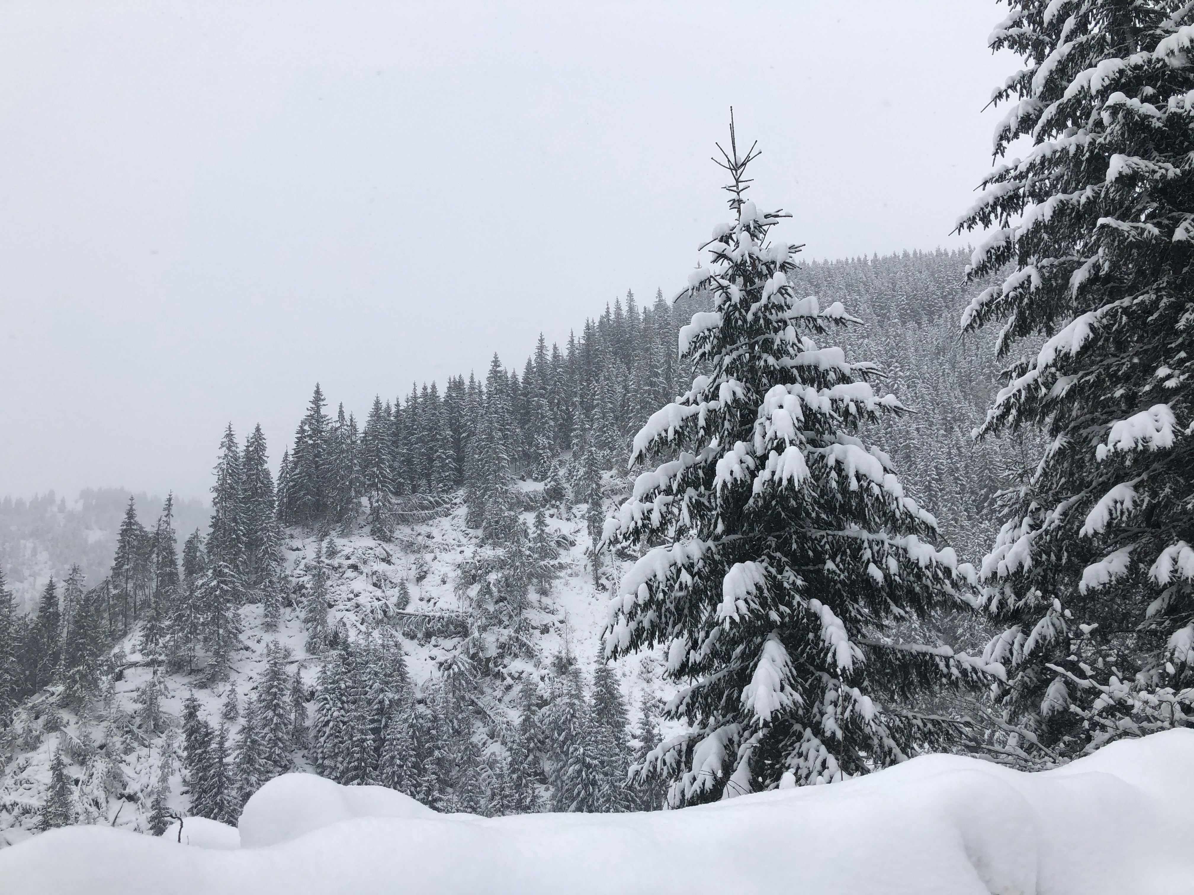 White Veil Over Pines: A Silent Winter Ridge