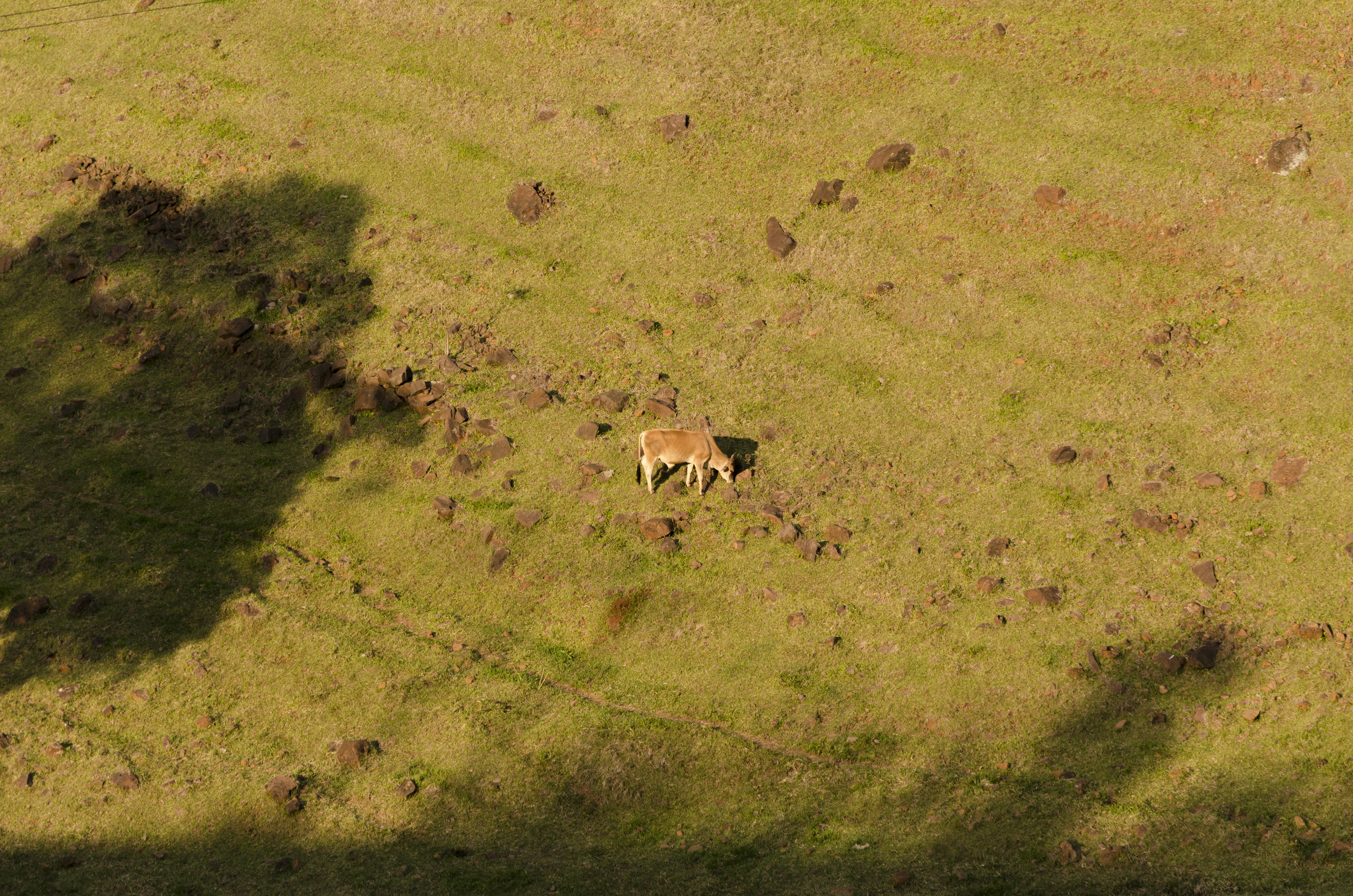 Brown cow on open field during daytime photo – Free Brown Image on Unsplash
