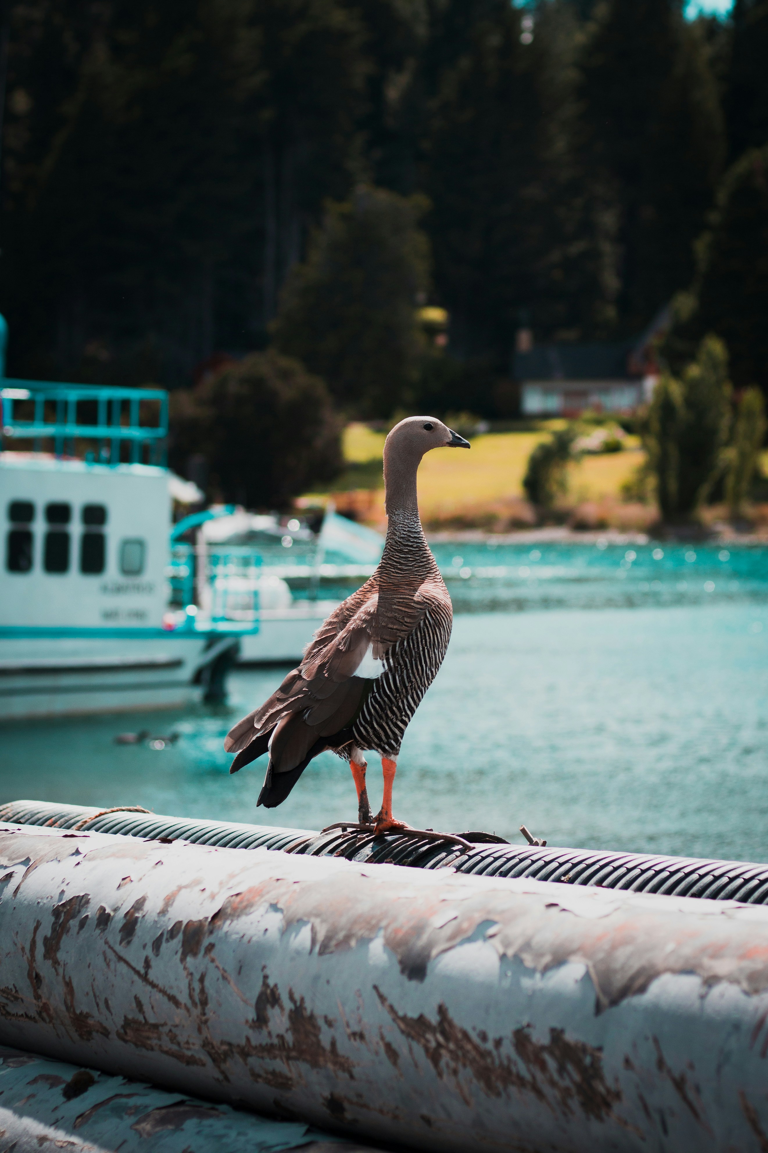 Sentinel on the Weathered Pipeline: Goose by Turquoise Lake