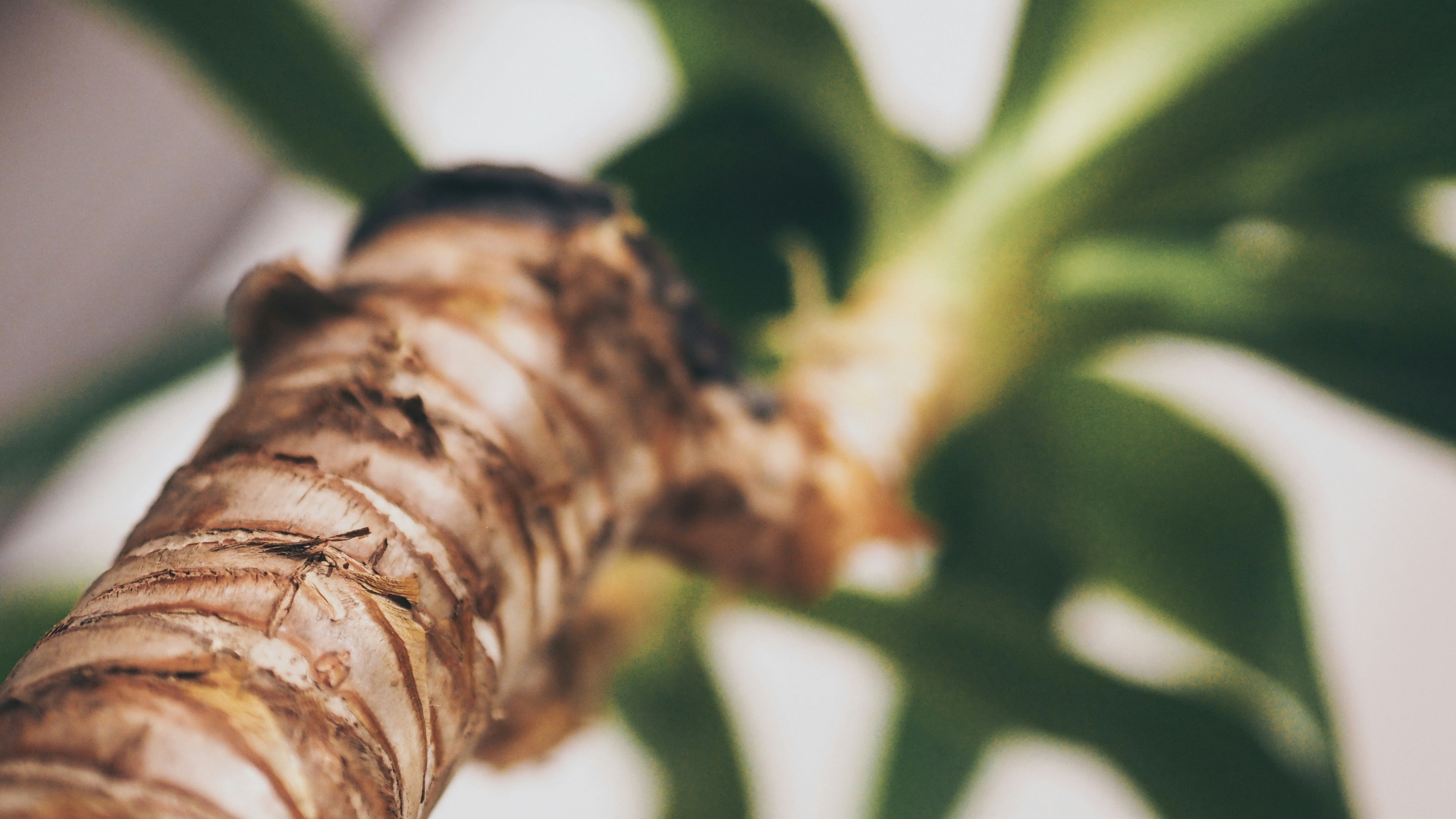 Rough Geometry: Macro Portrait of a Palm Trunk