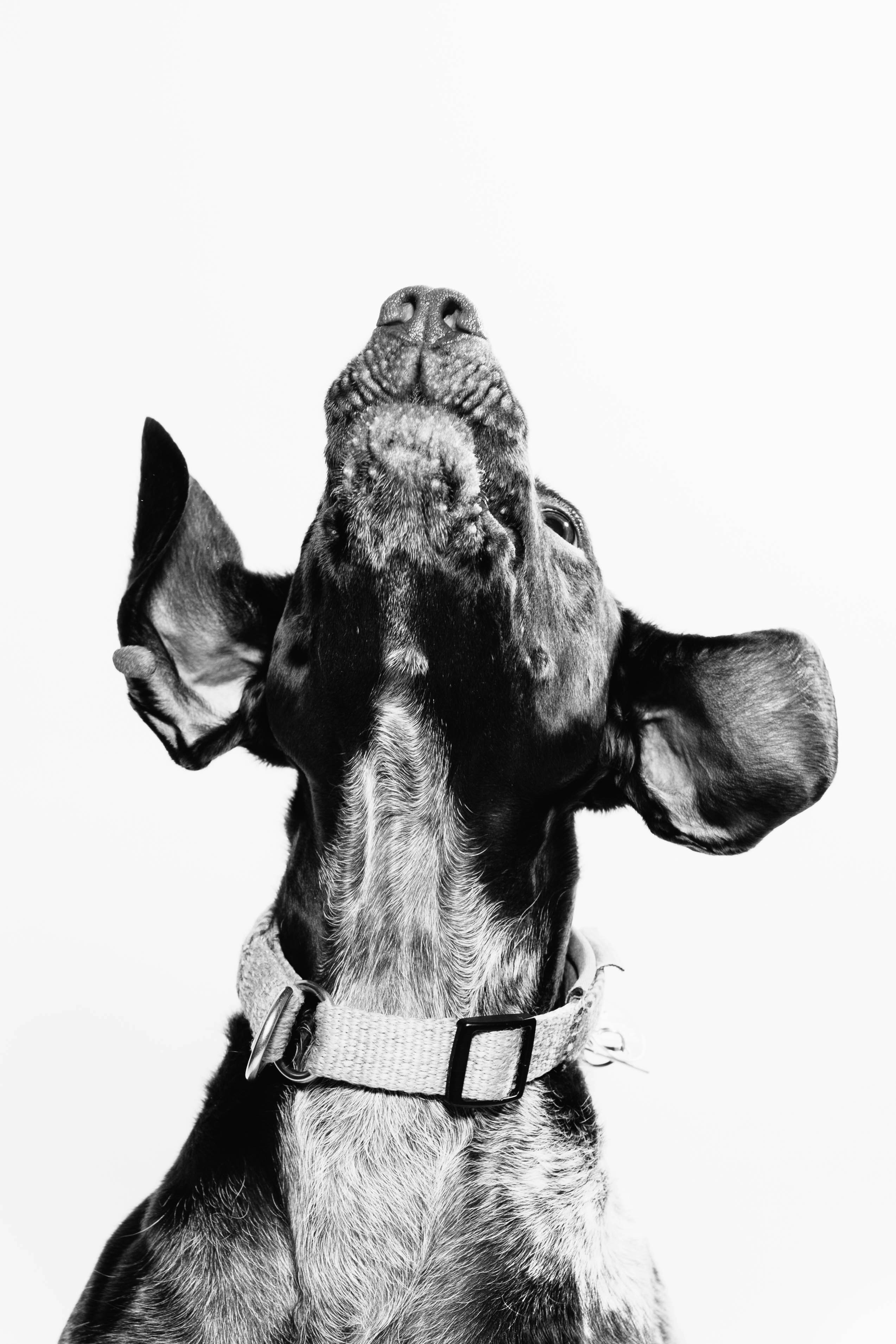 Monochrome Moment: a dachshund tilts its snout toward the light