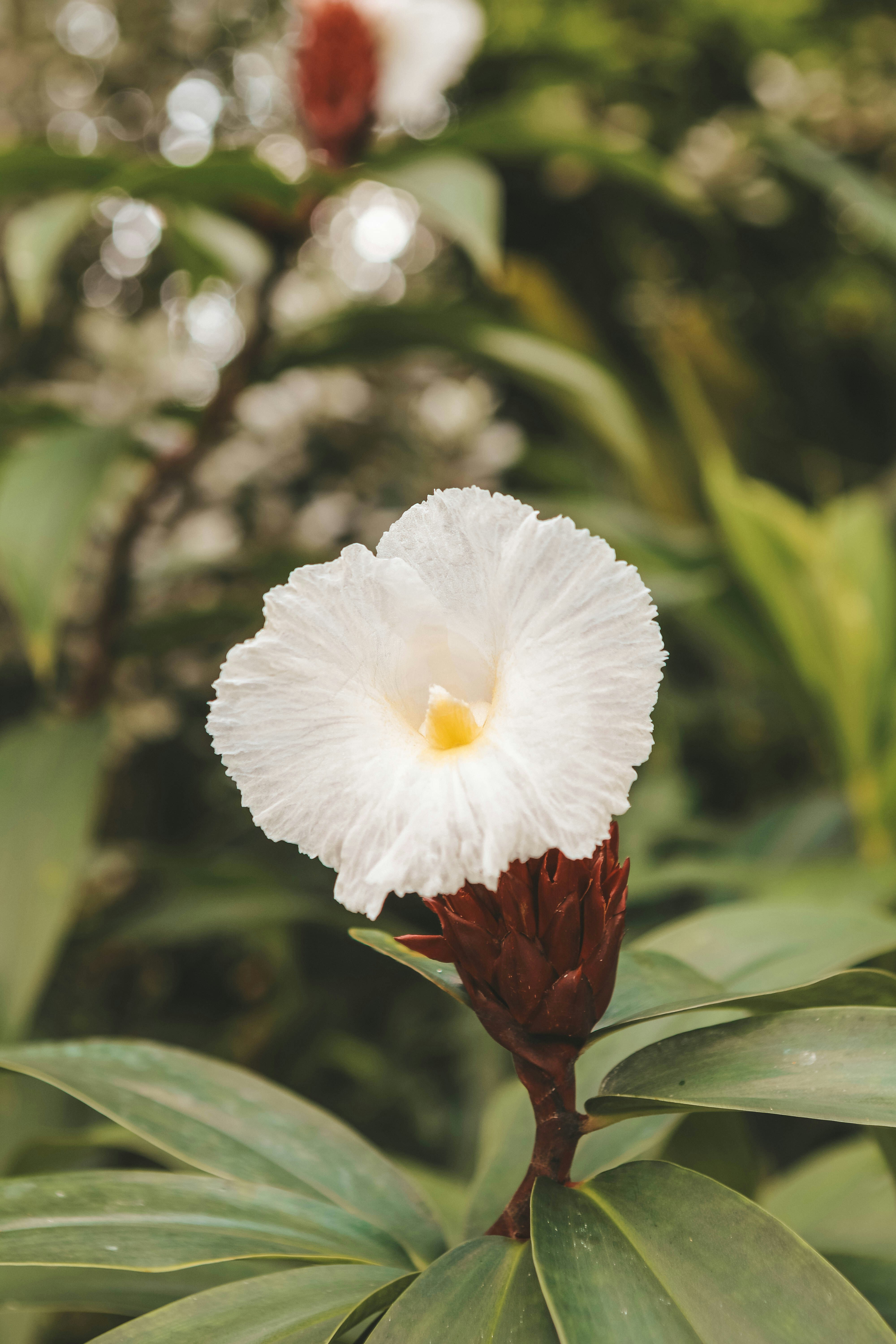 White hibiscus bloom centers the frame amid verdant backdrop