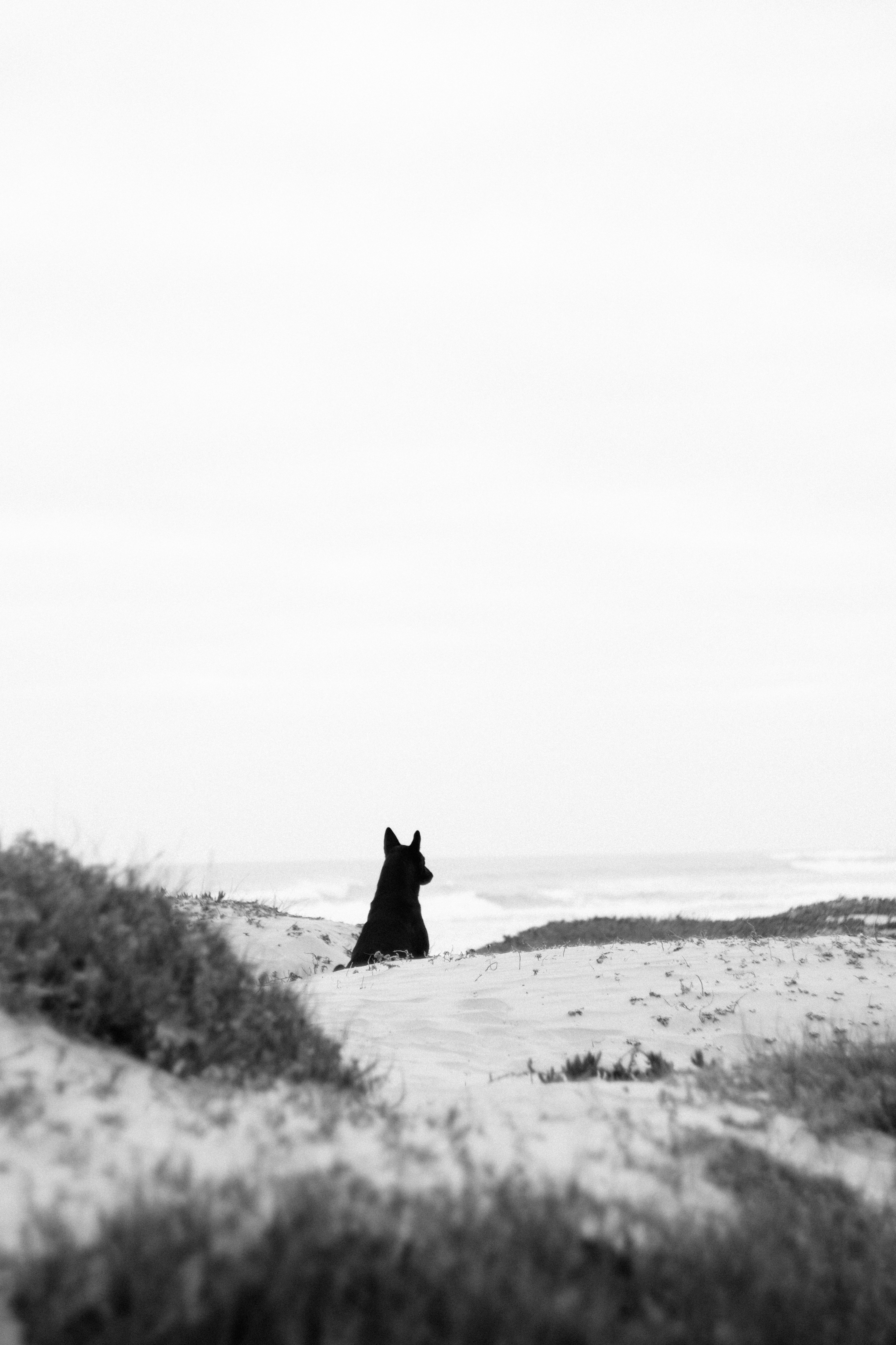 Grayscale photography of black animal photo – Free Grey Image on Unsplash