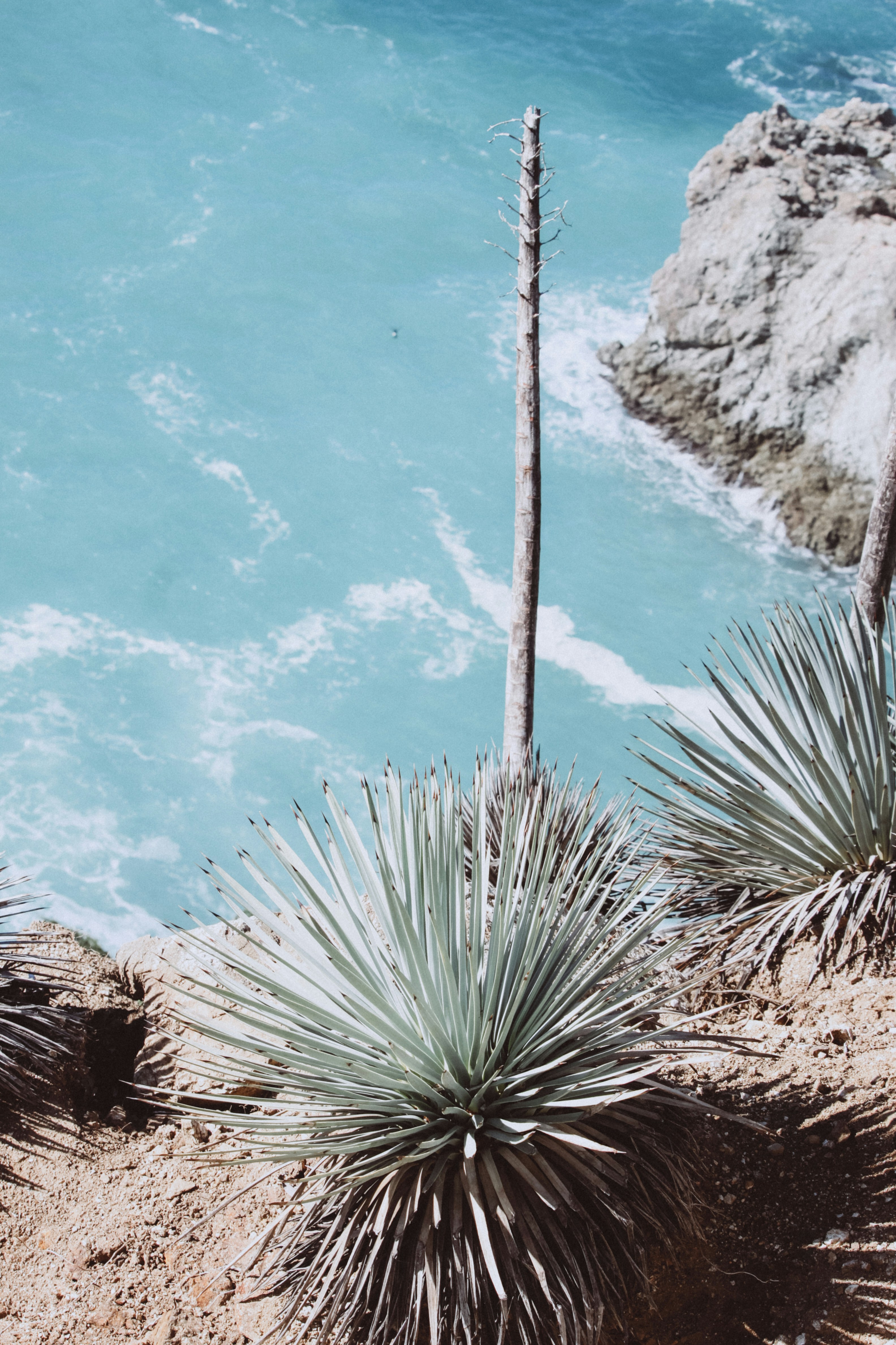 Blue Agave Pictures | Download Free Images on Unsplash