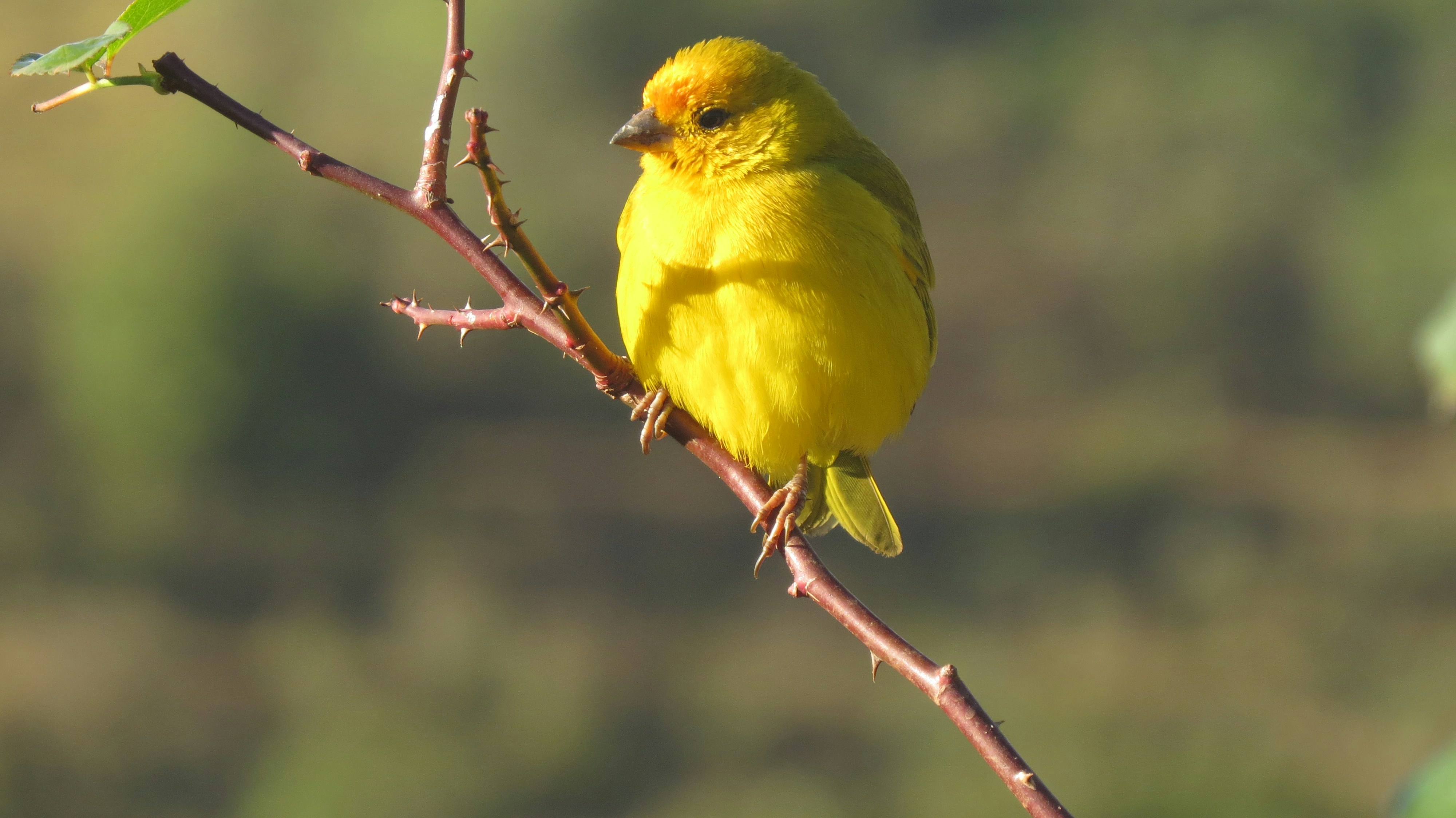 Vibrant yellow bird perched on a slender branch, surrounded by a softly blurred green background. The scene captures a moment of tranquility in nature.