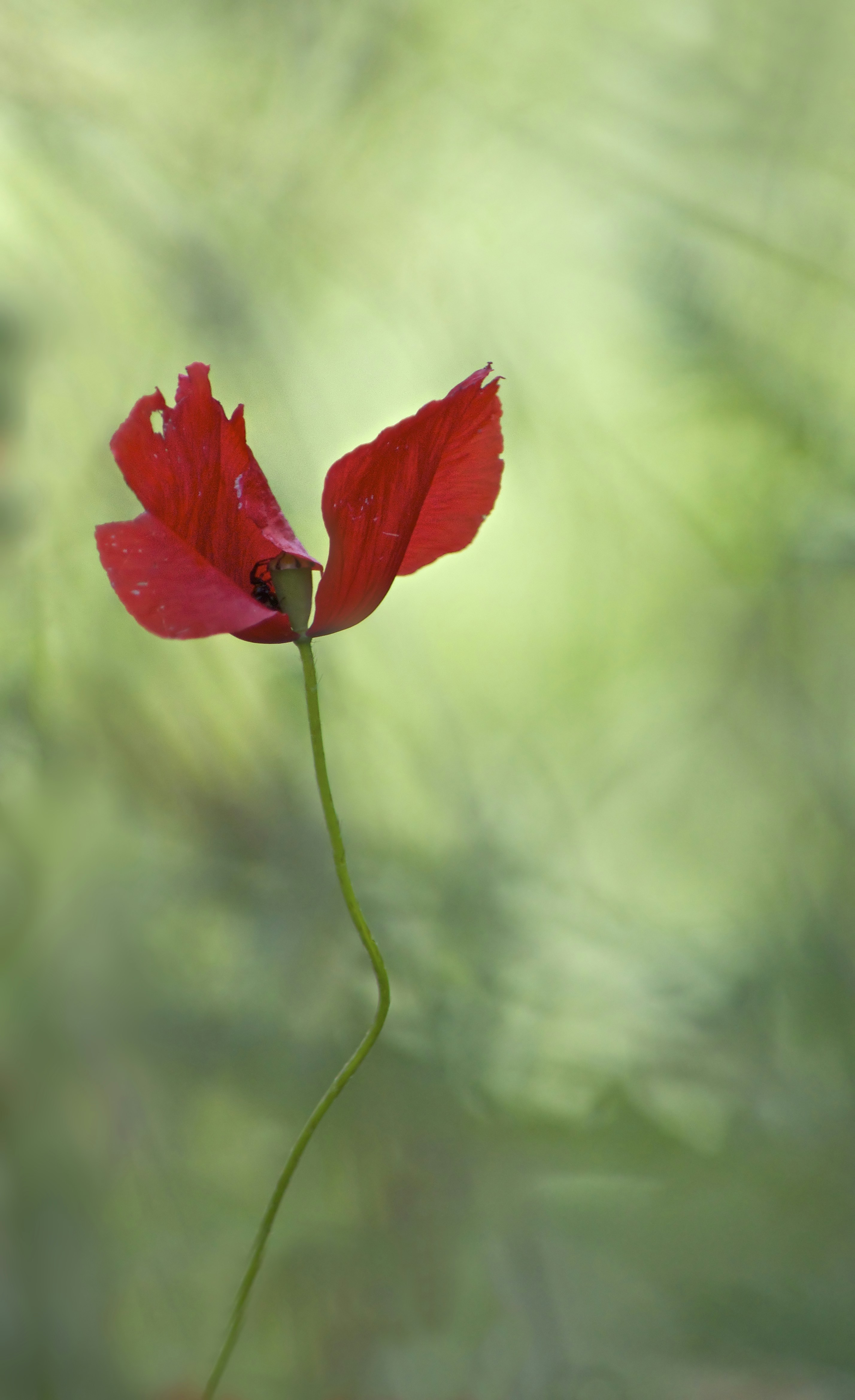 Red petaled flower photo – Free Flower Image on Unsplash