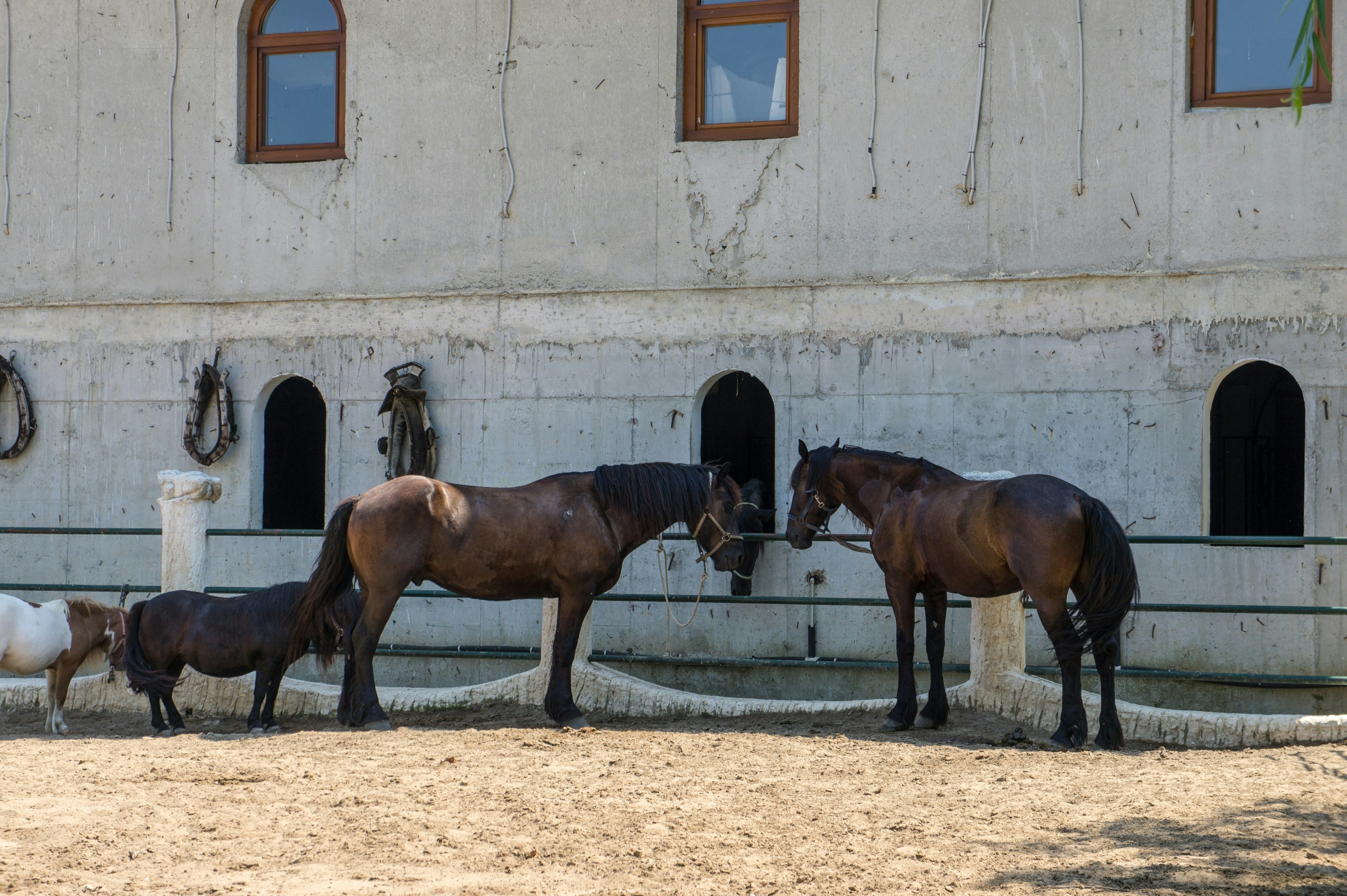 Horses at Rest in a Rustic Stable Courtyard