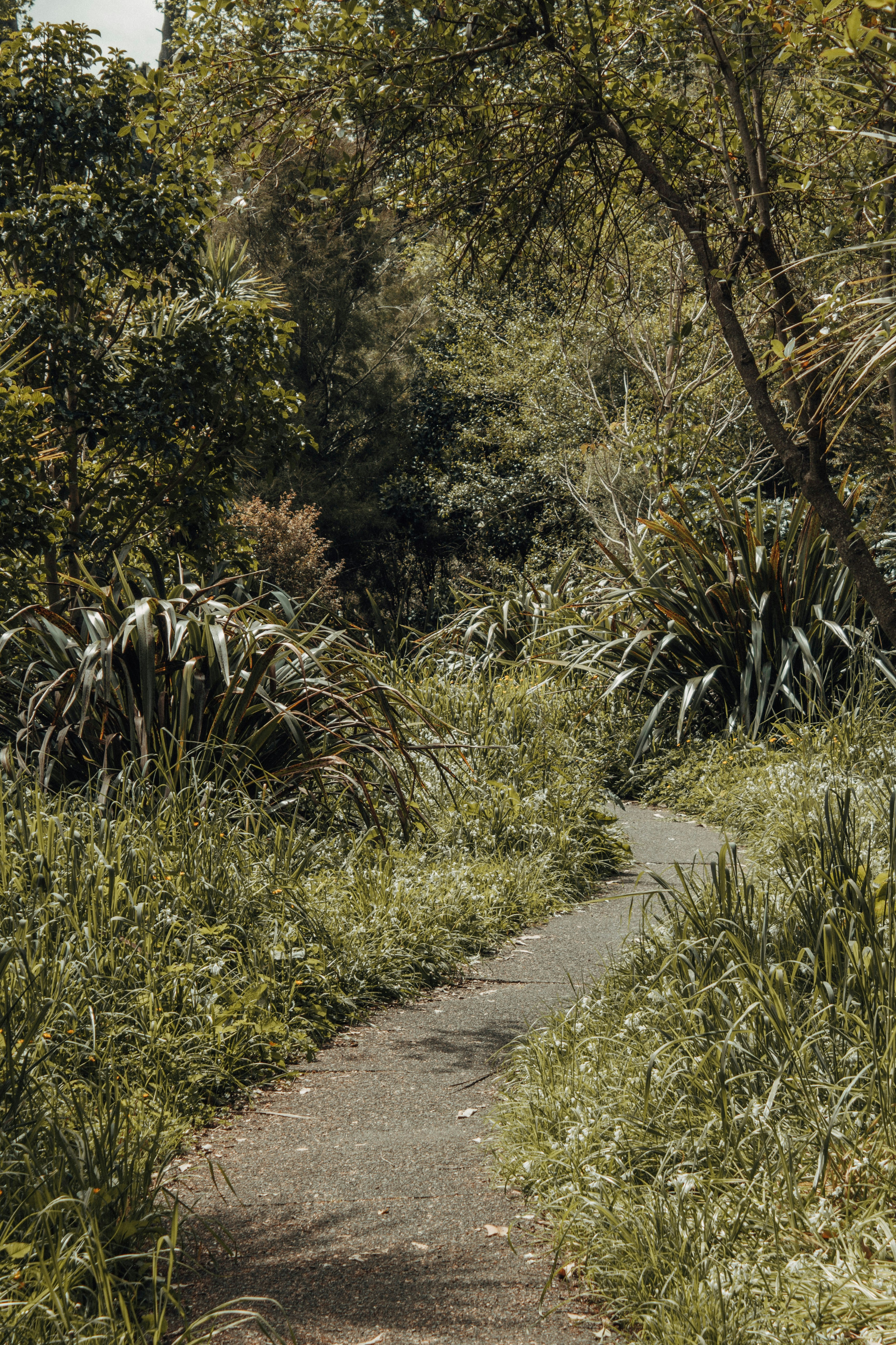 Winding Corridor of Light: A Sunlit Path Through Dense Park Undergrowth