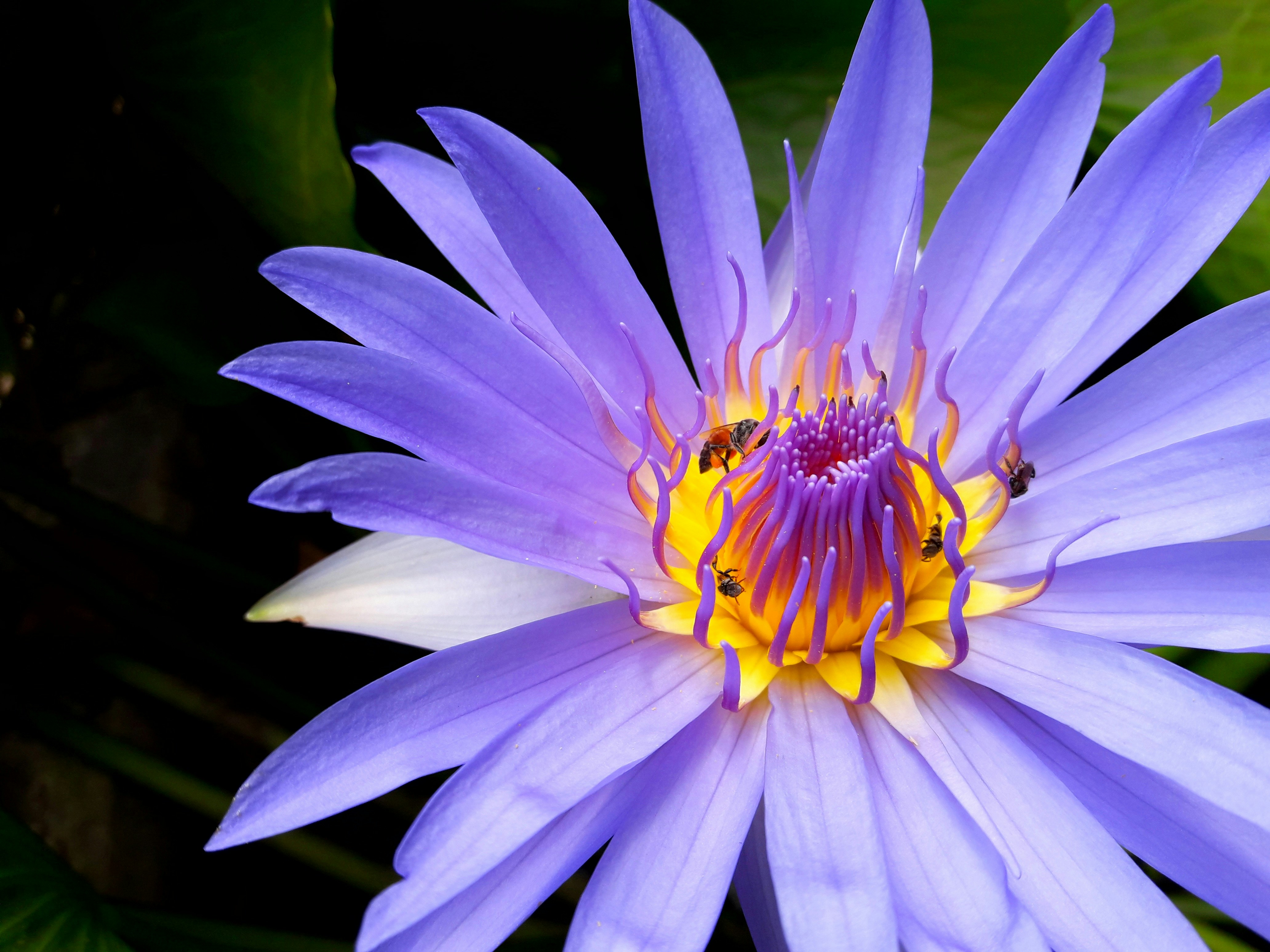 Purple water lily with vivid yellow center and bees collecting pollen.