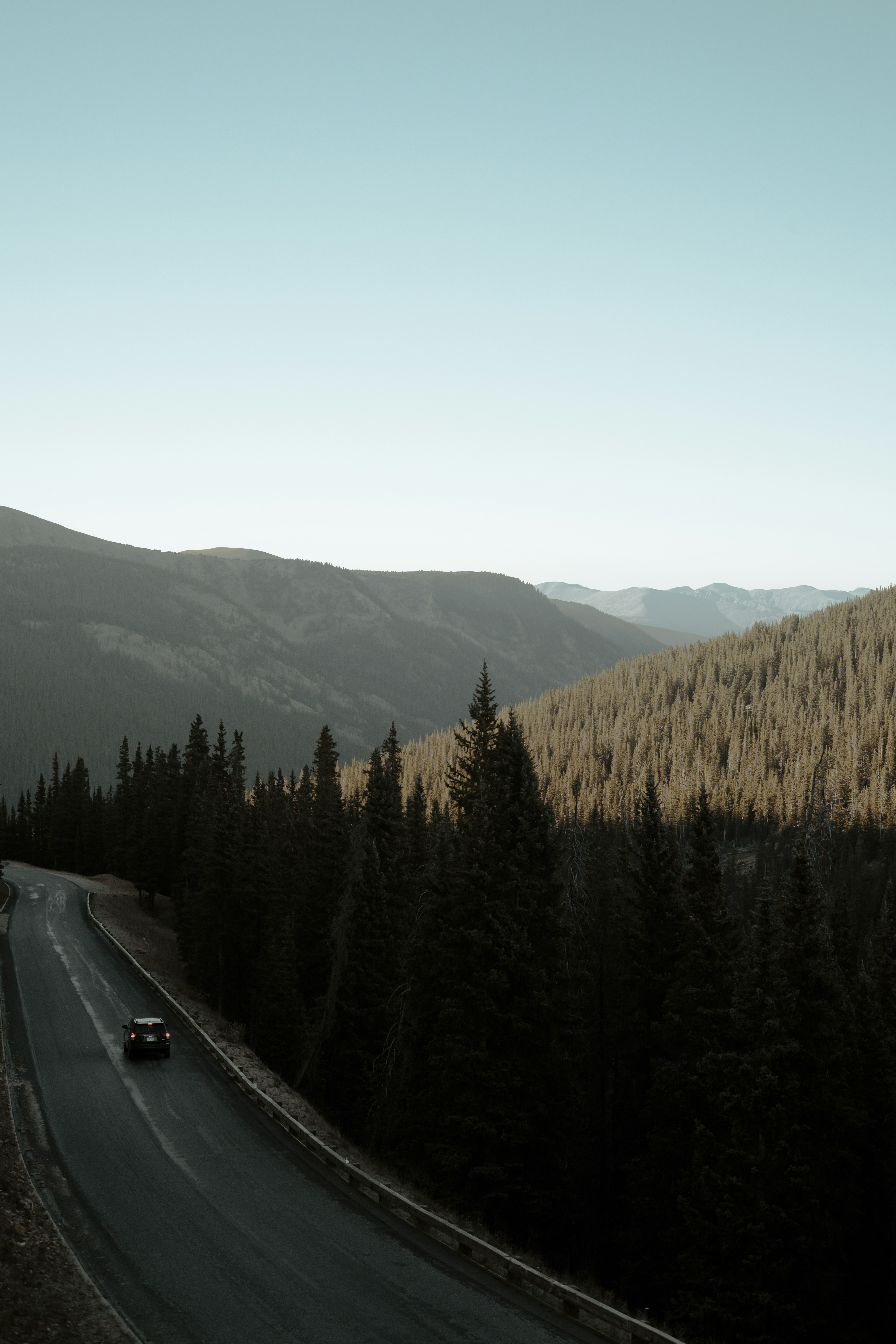 Vehicle pass through road surrounded with pine trees photo – Free ...