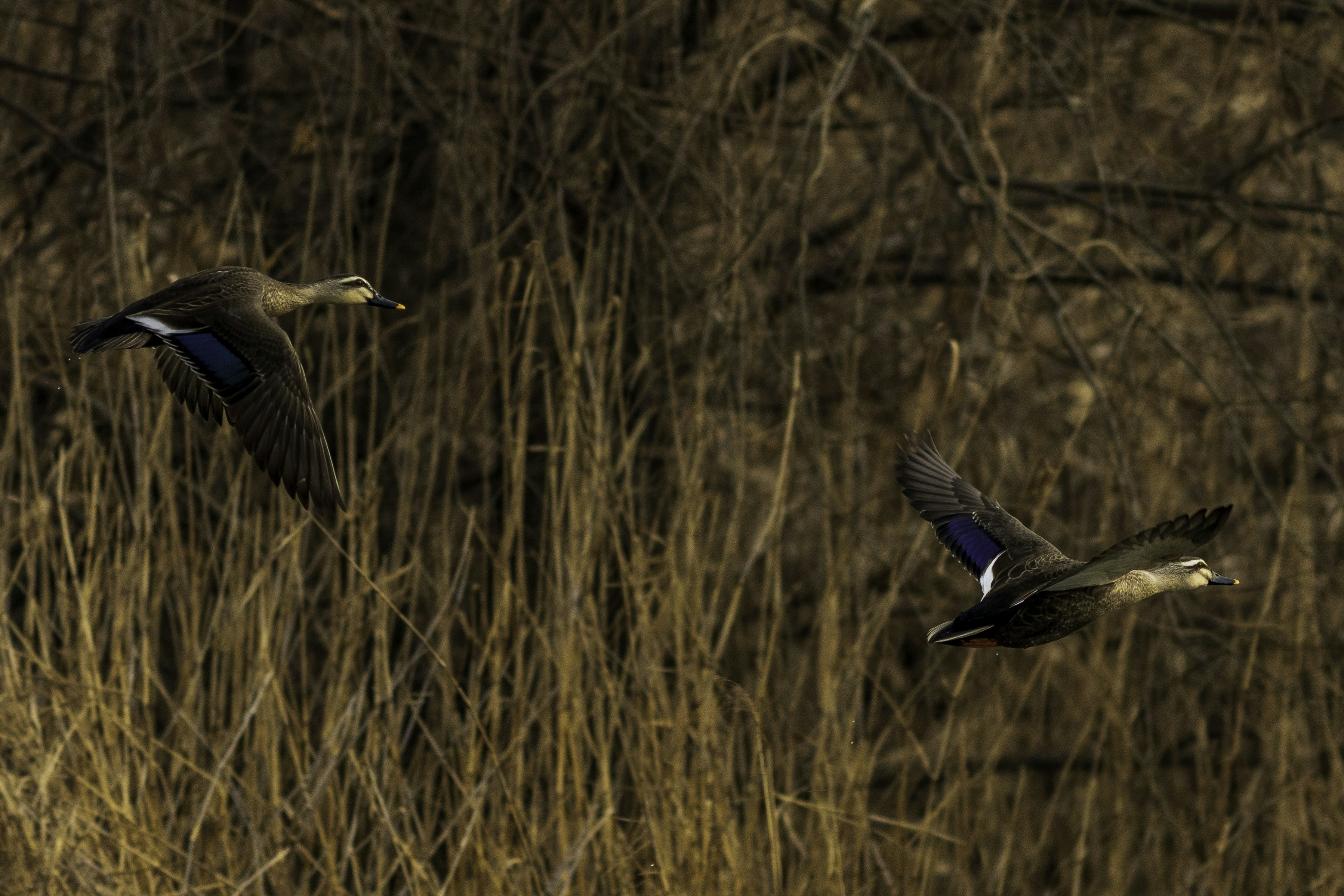 Two Blue-Winged Birds in Flight Over a Bronze Reed Marsh