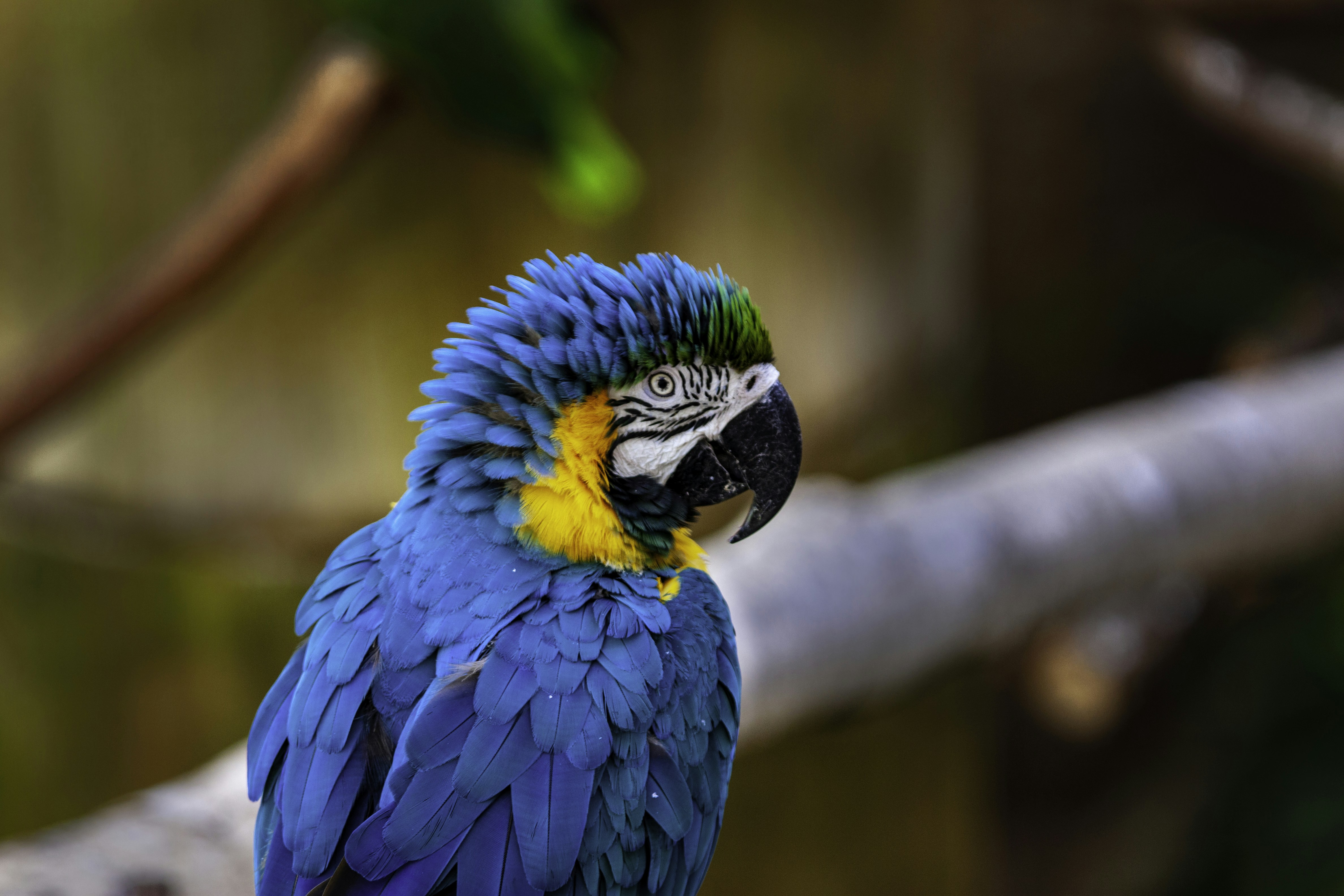 A blue macaw perched on a branch, showcasing its vibrant plumage and striking features against a blurred background.