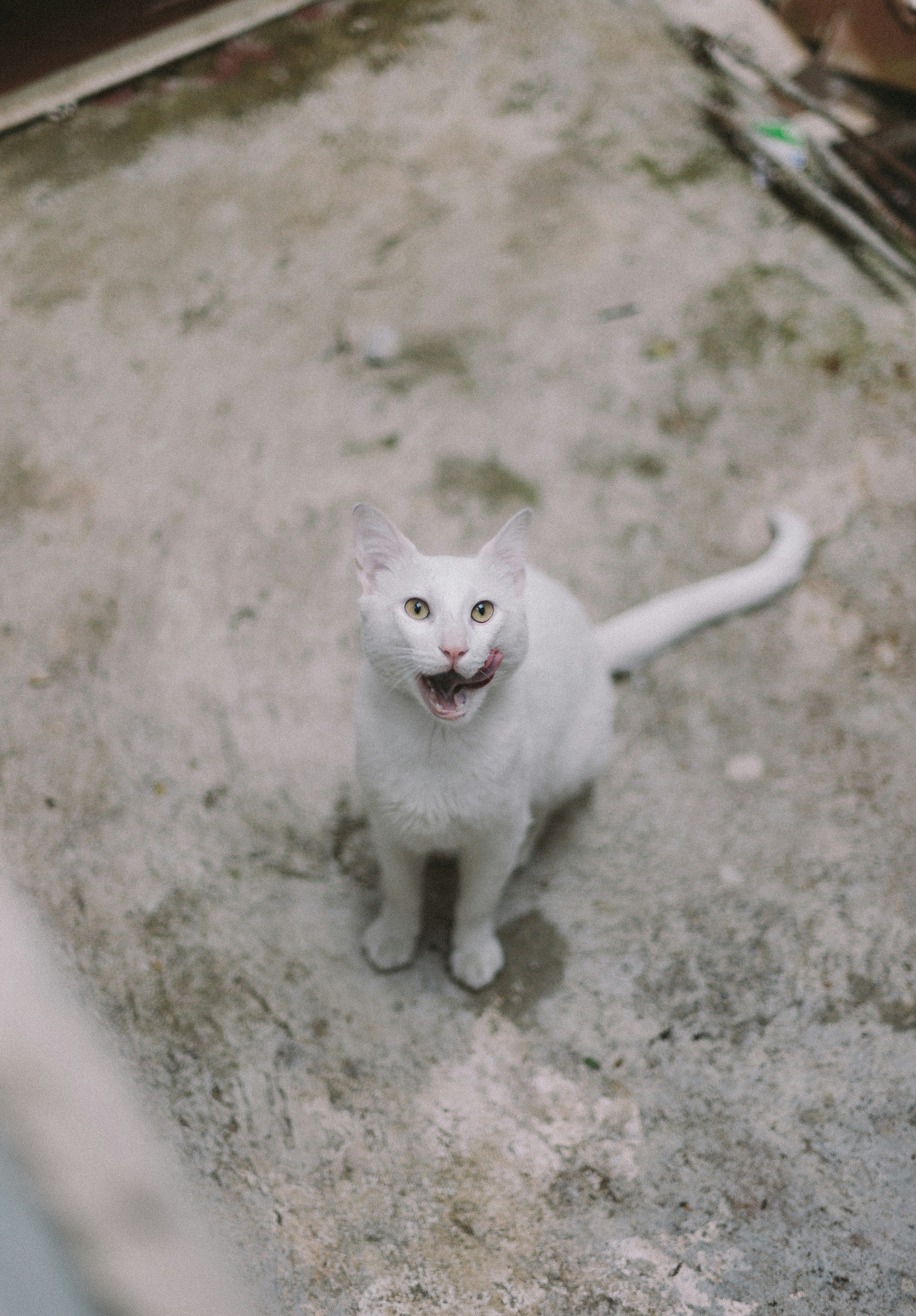 Center Stage on Concrete: A White Cat's Playful Gaze