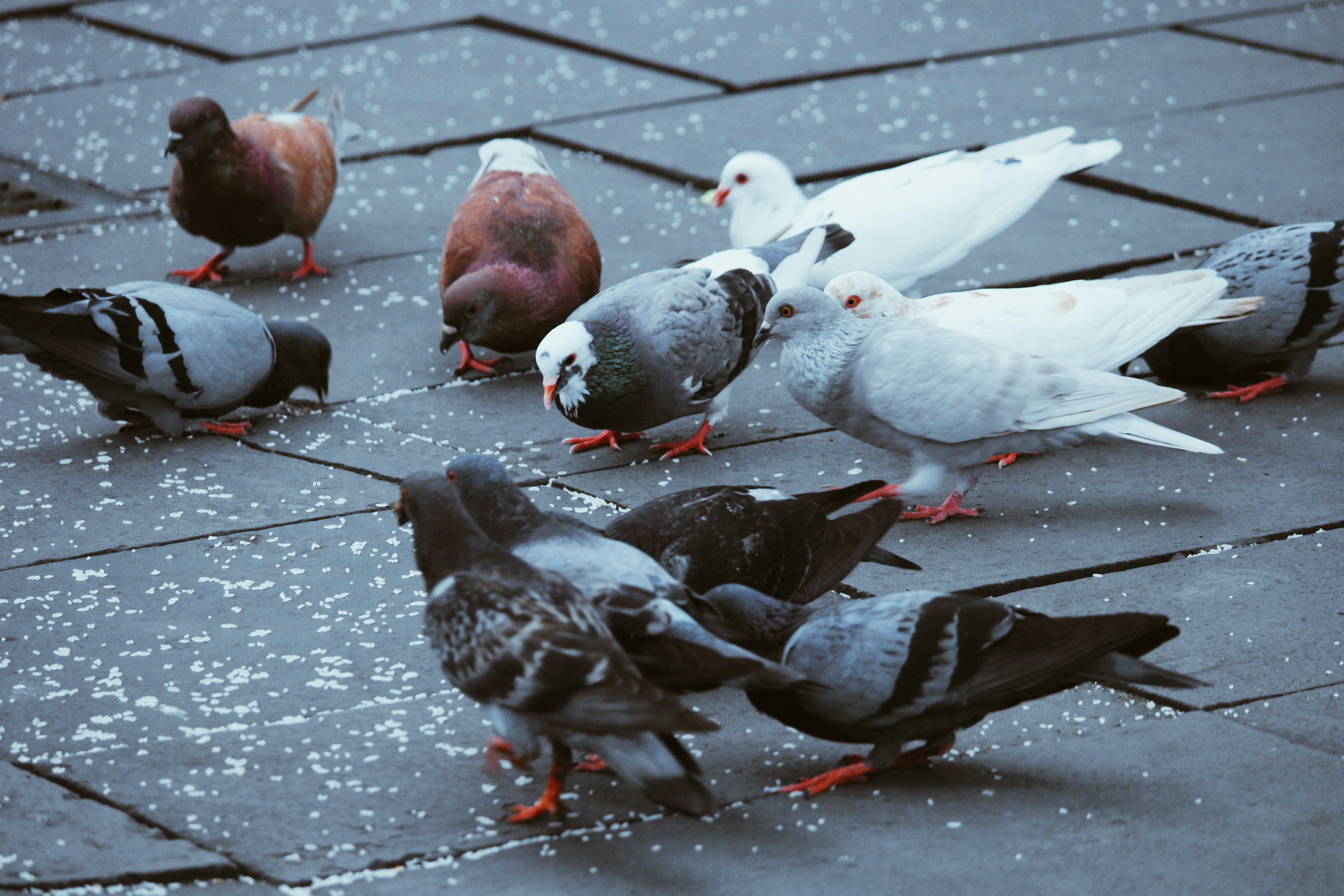 A diverse group of pigeons foraging on a cobblestone surface, surrounded by scattered grains.