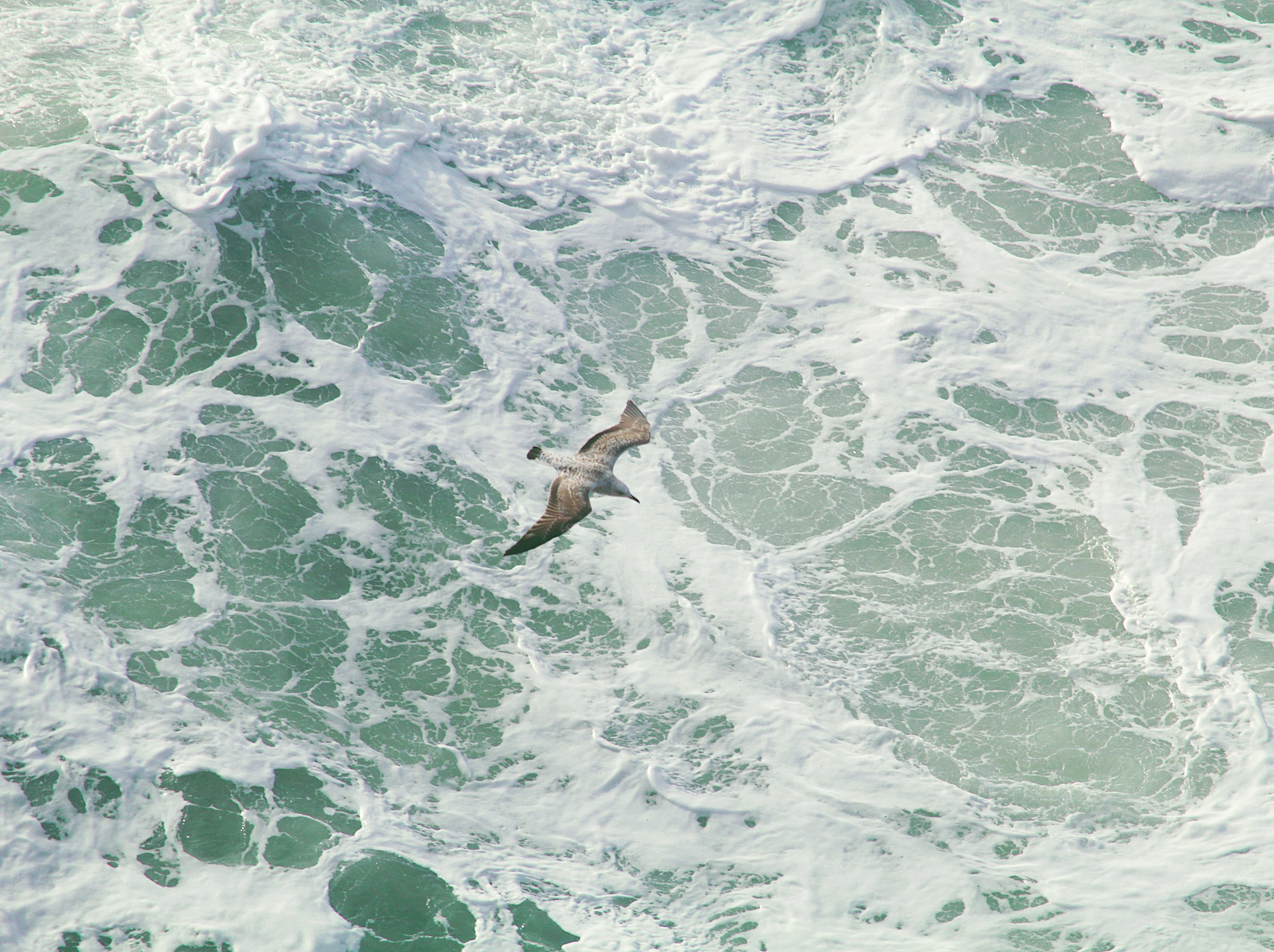 Seagull gliding above turbulent ocean waves, showcasing patterns of white foam and green water.