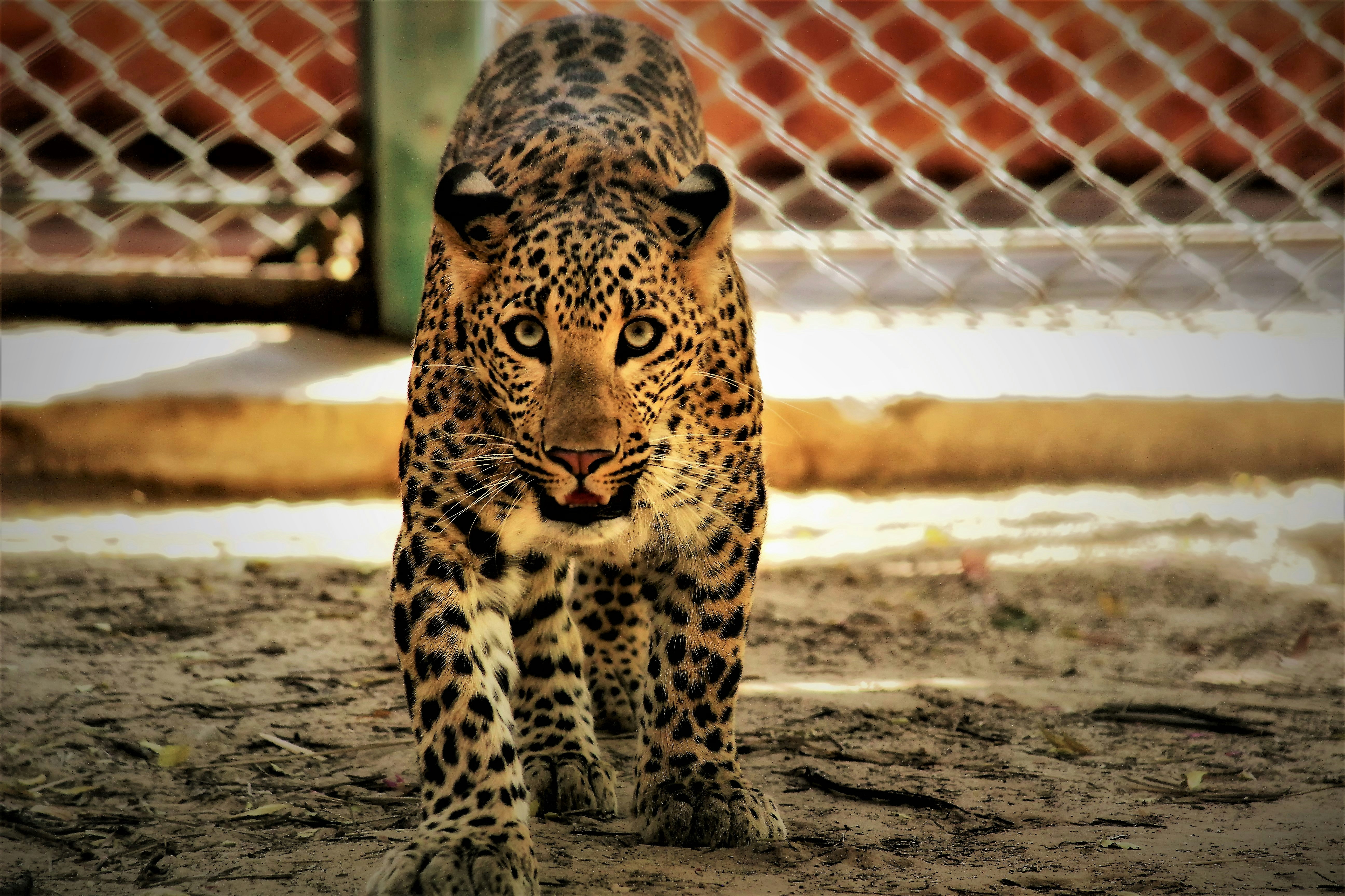 A leopard strides confidently through its enclosure, showcasing its striking coat and intense gaze. The scene captures the essence of this majestic predator in a moment of focus.