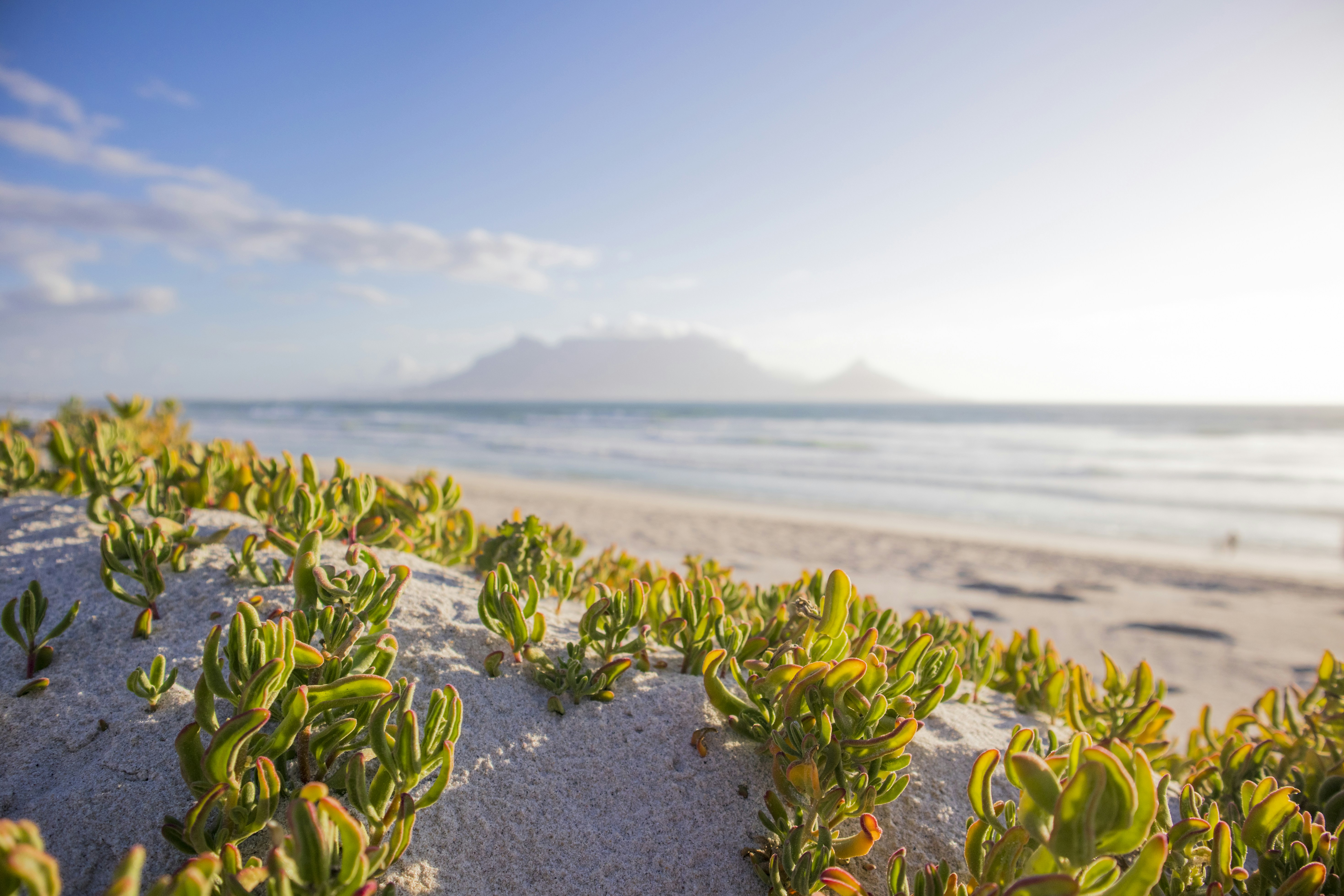 Vibrant coastal vegetation in the foreground blends seamlessly with the sandy beach and distant mountains under a clear sky.