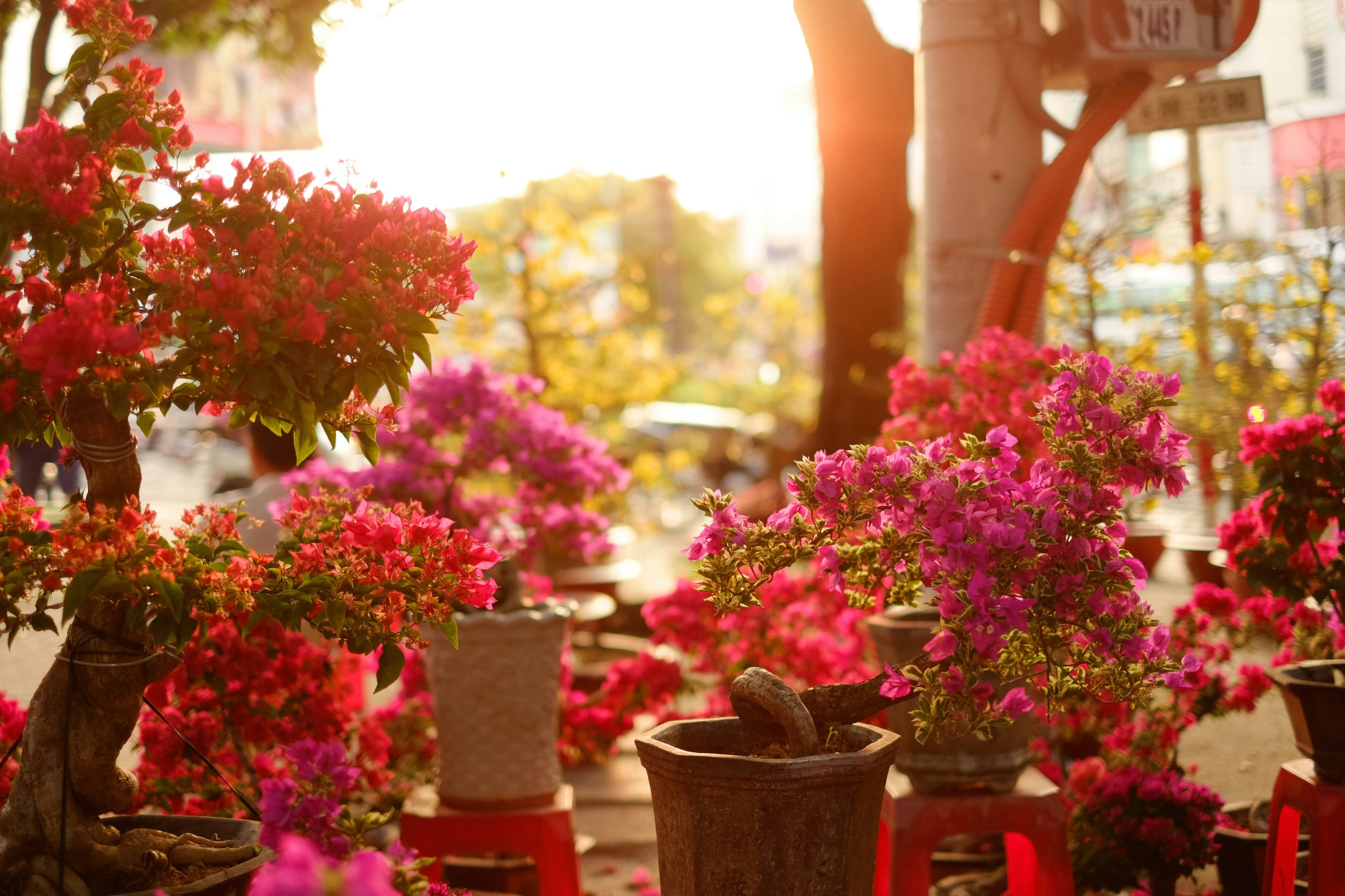 Vibrant bougainvillea flowers in various pots bask in the warm glow of sunset, creating a lively street scene.