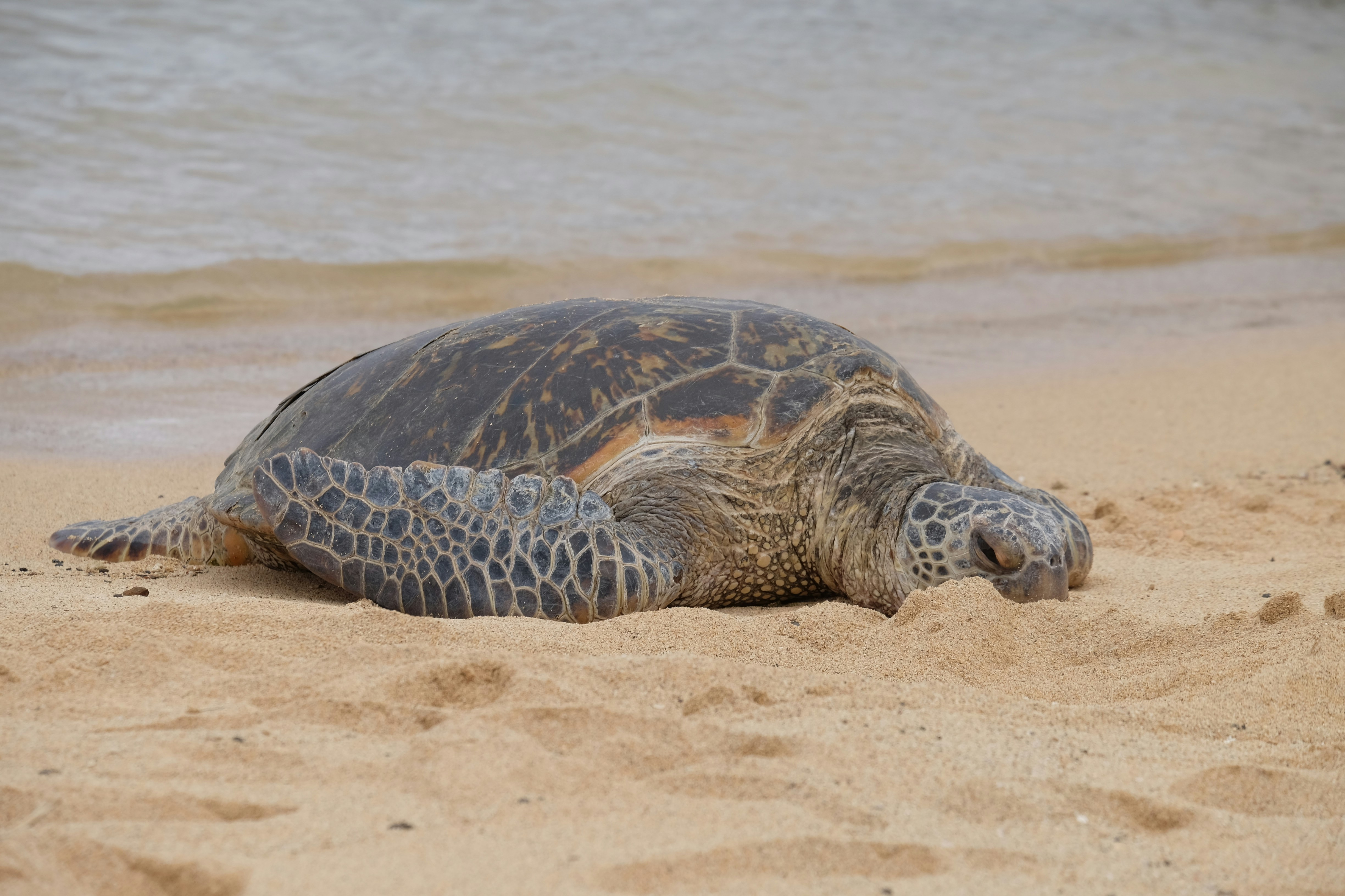 Green sea turtle resting on sandy beach near the water's edge.