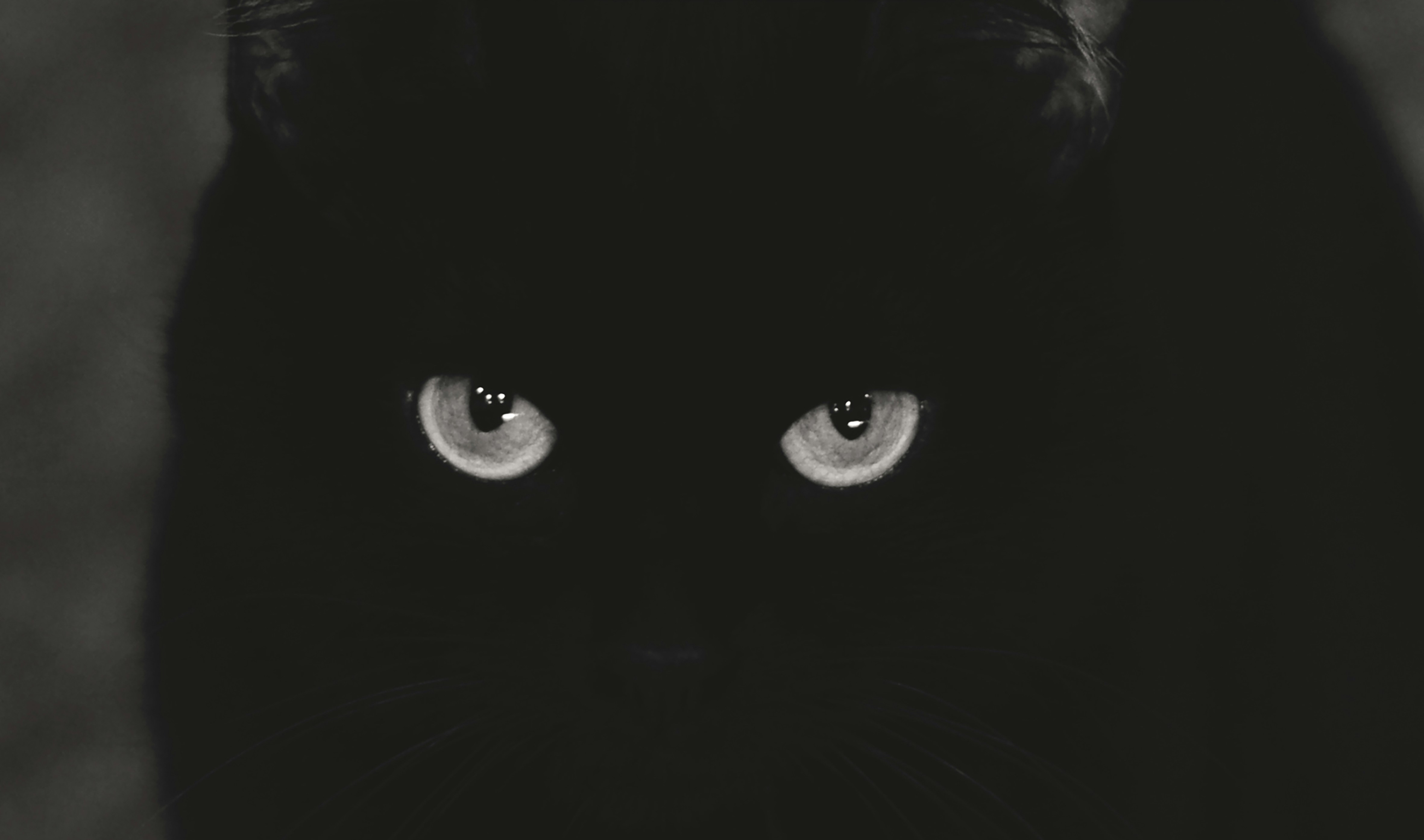 A broom stuck in the trunk of a tree photo – Free Broom Image on Unsplash