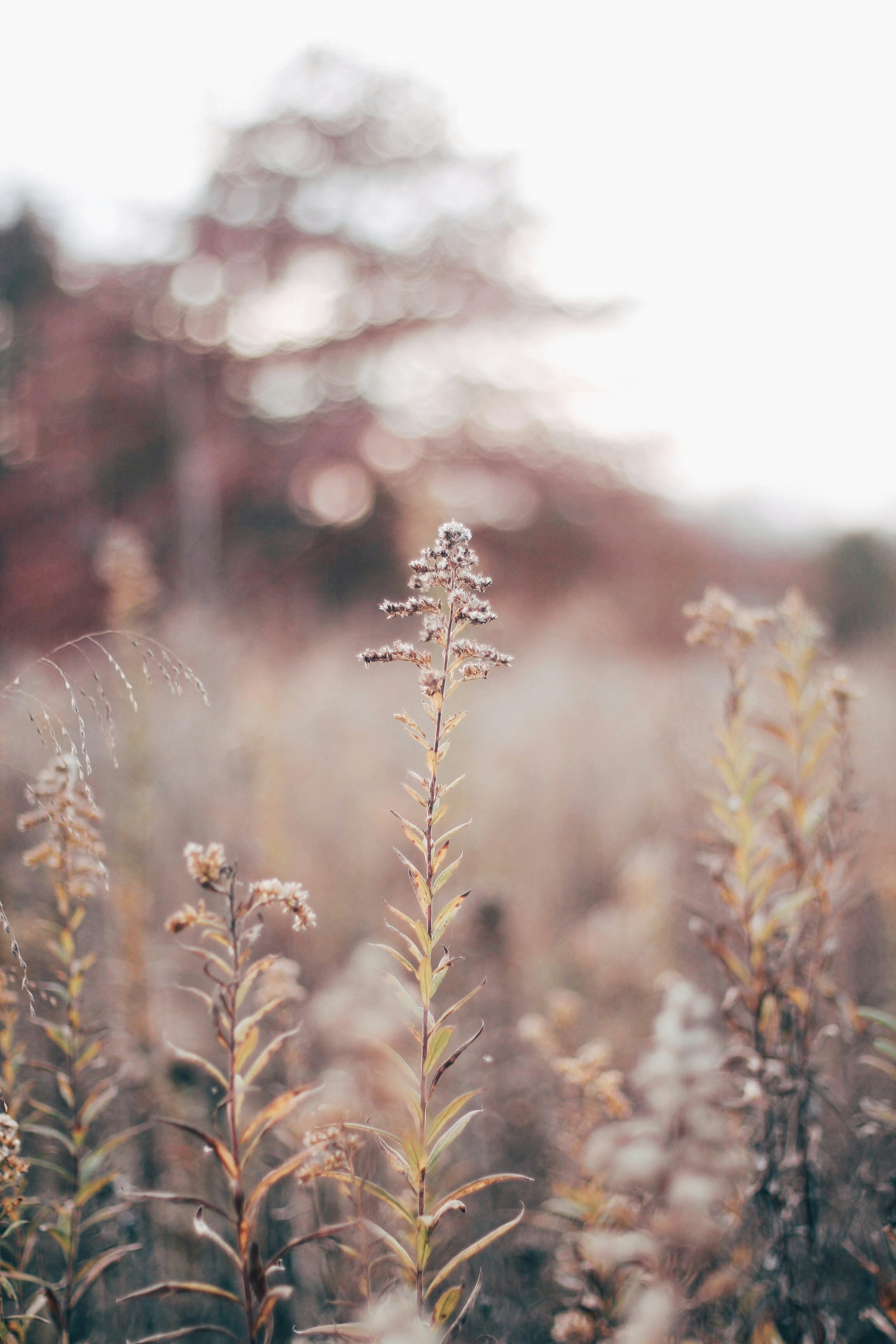 Delicate wildflowers stand tall in a sunlit field, surrounded by soft, blurred foliage in the background. The gentle hues evoke a serene autumn atmosphere.