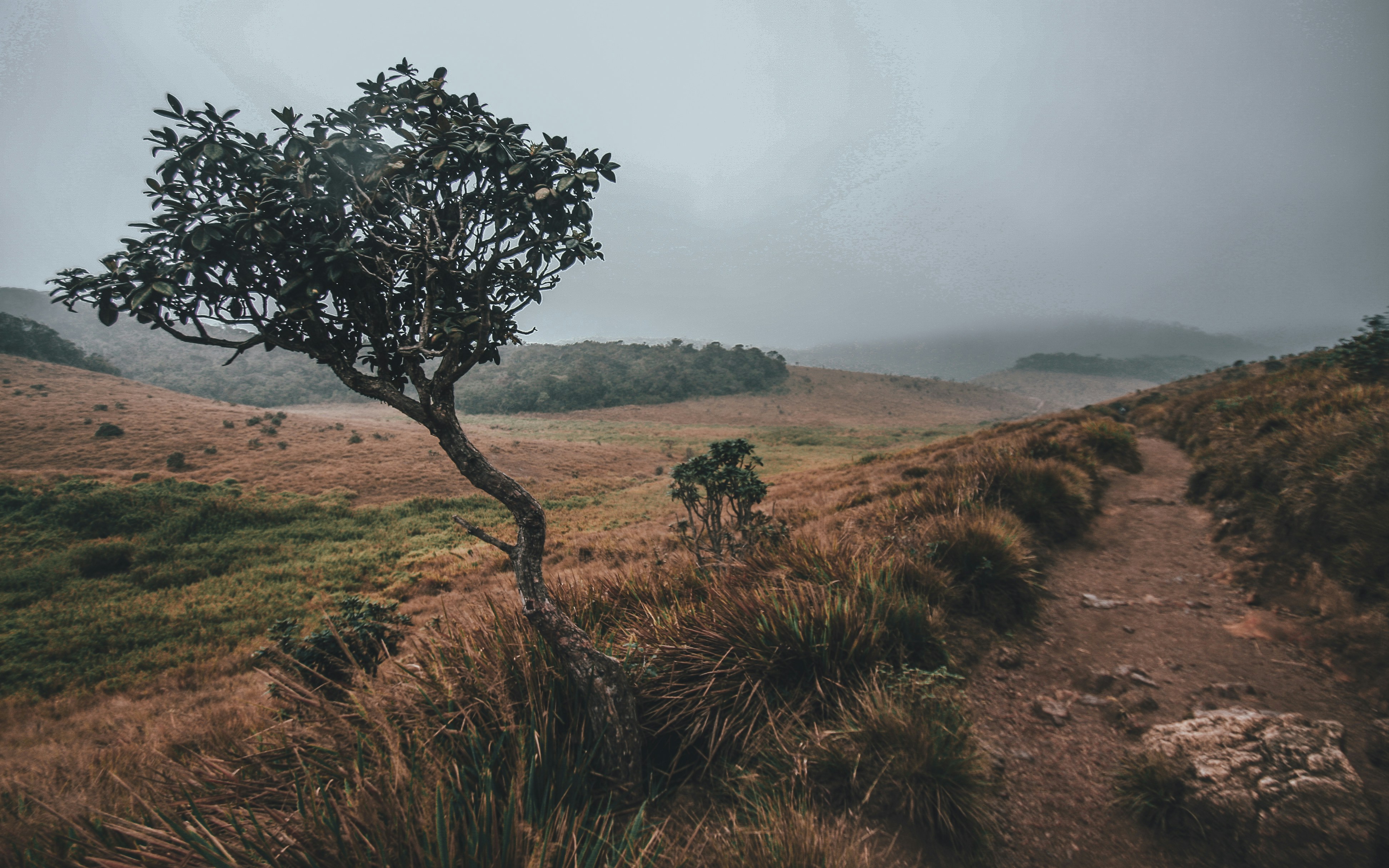 Green leaf tree under white clouds photo – Free Plant Image on Unsplash