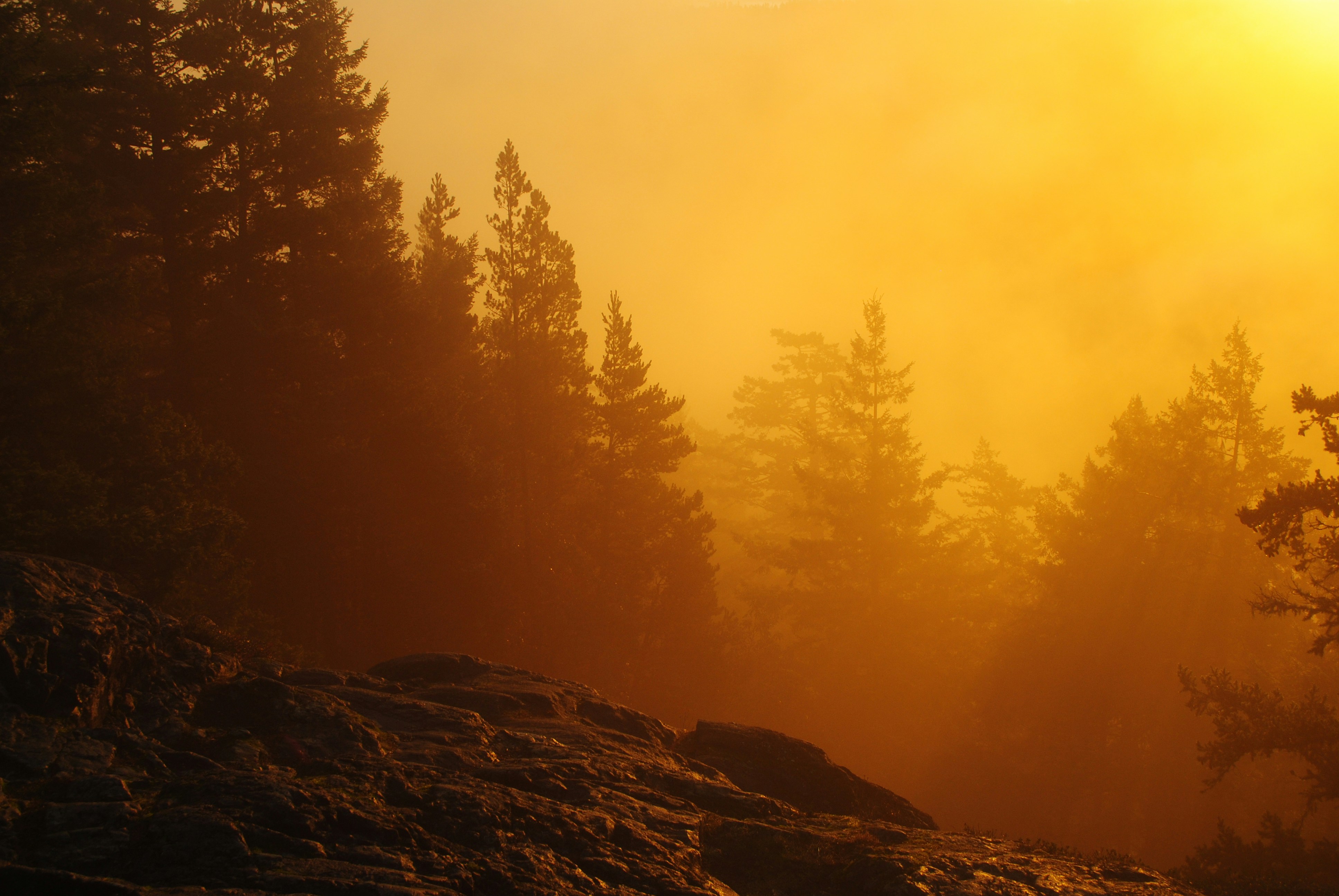 Sunlight filters through misty trees, casting a warm golden glow over rocky terrain.