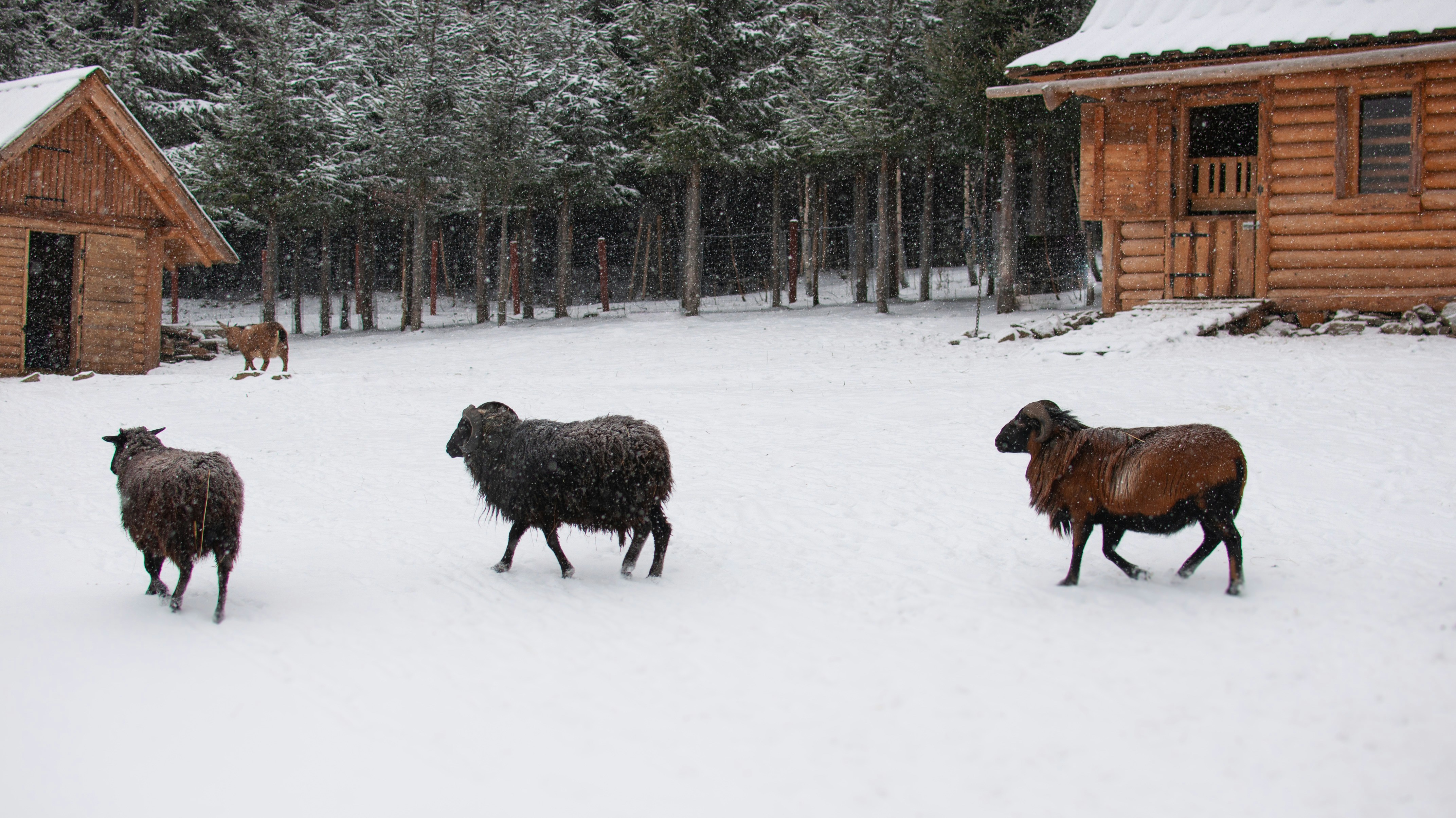 Three Sheep in a Quiet Snowfield by Timber Cabins