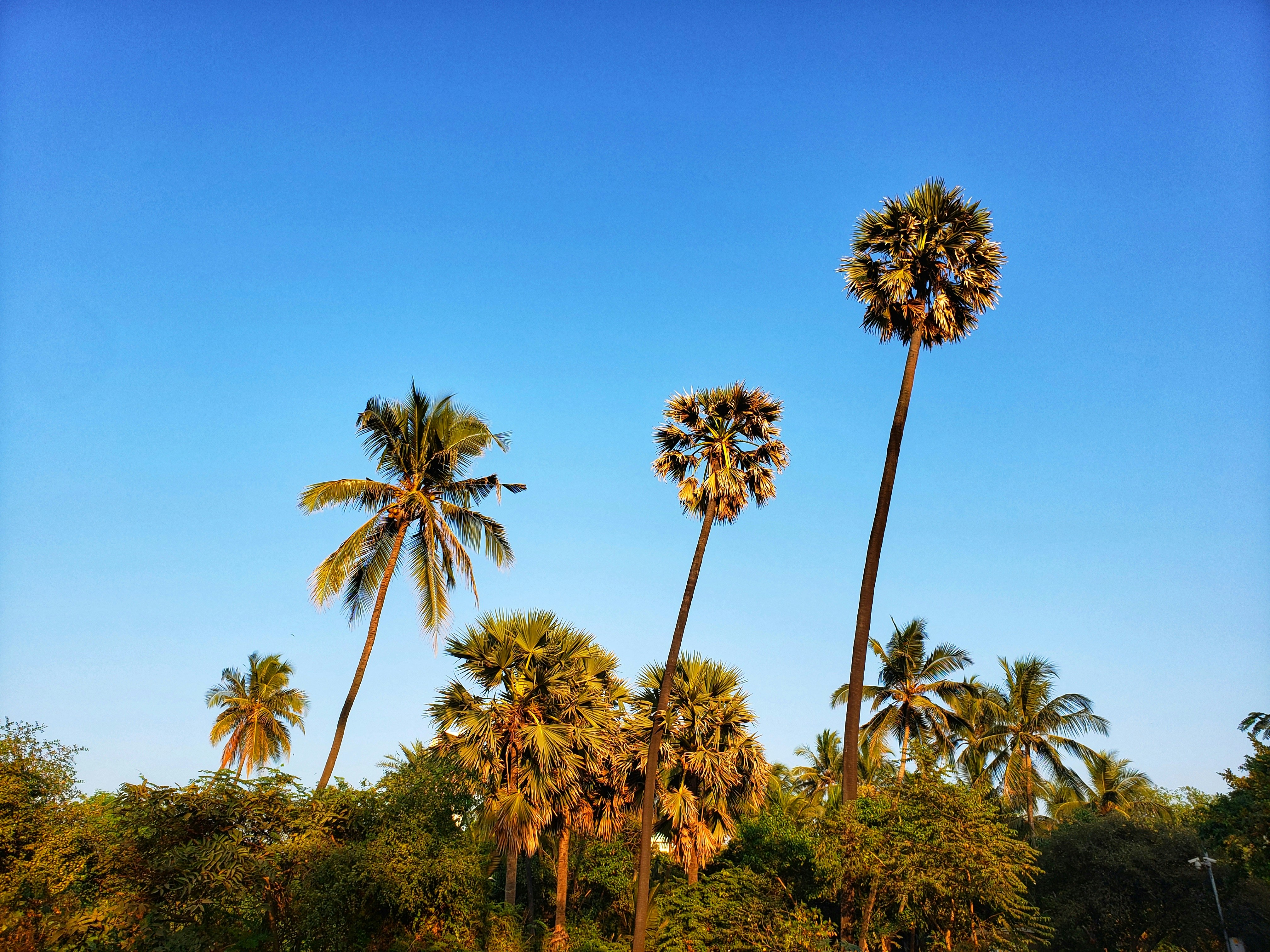 Vertical Palms Stretching into a Cerulean Noon
