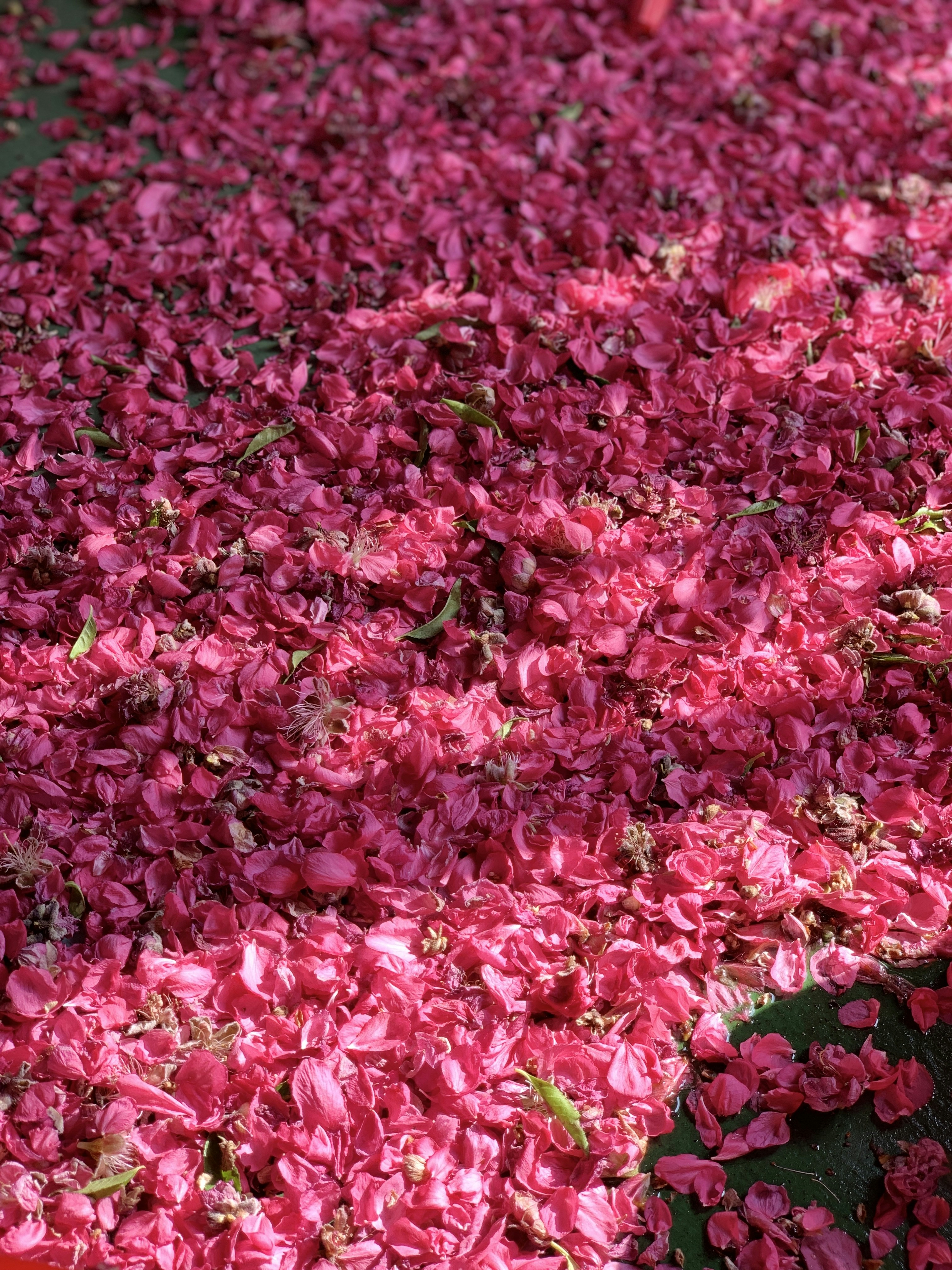 Petals on the Ground: A Carpet of Crimson Spring Blooms