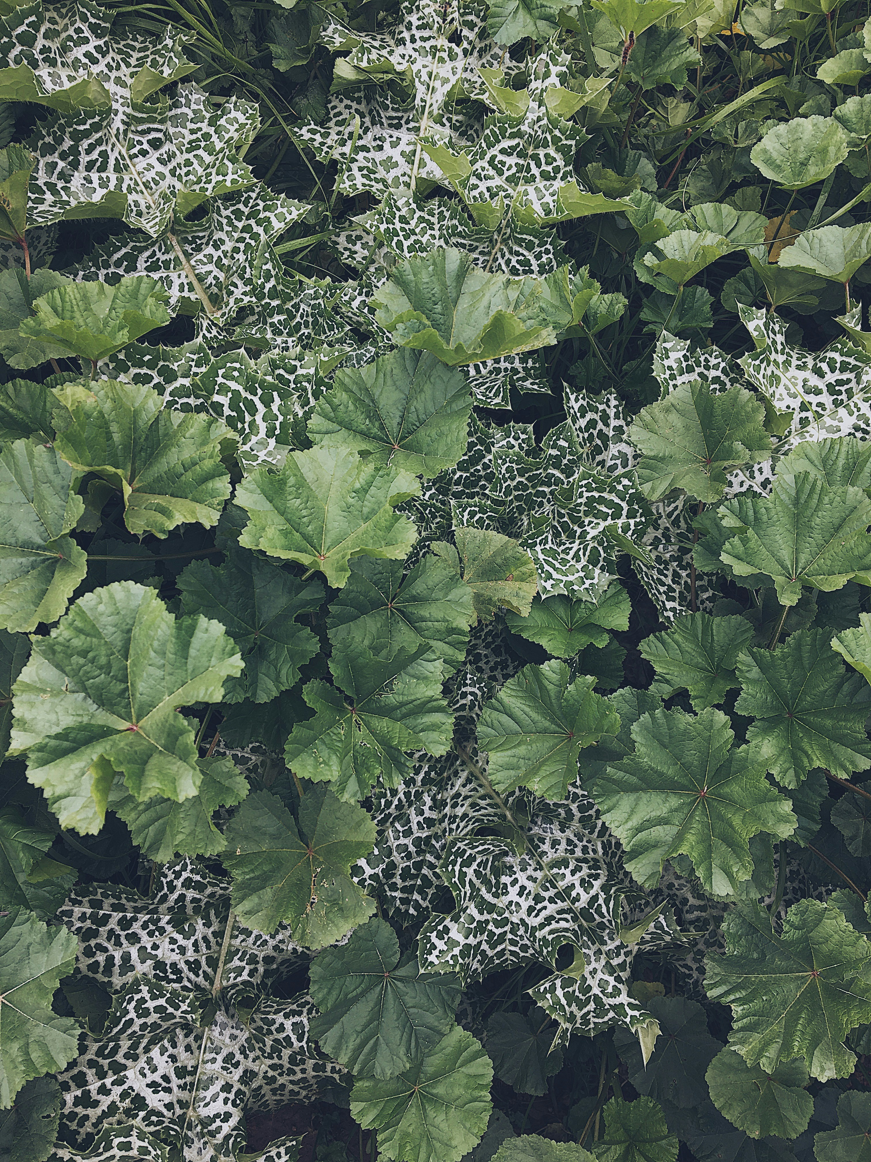 Lacework of Green: Silver-Flecked Groundcover Up Close