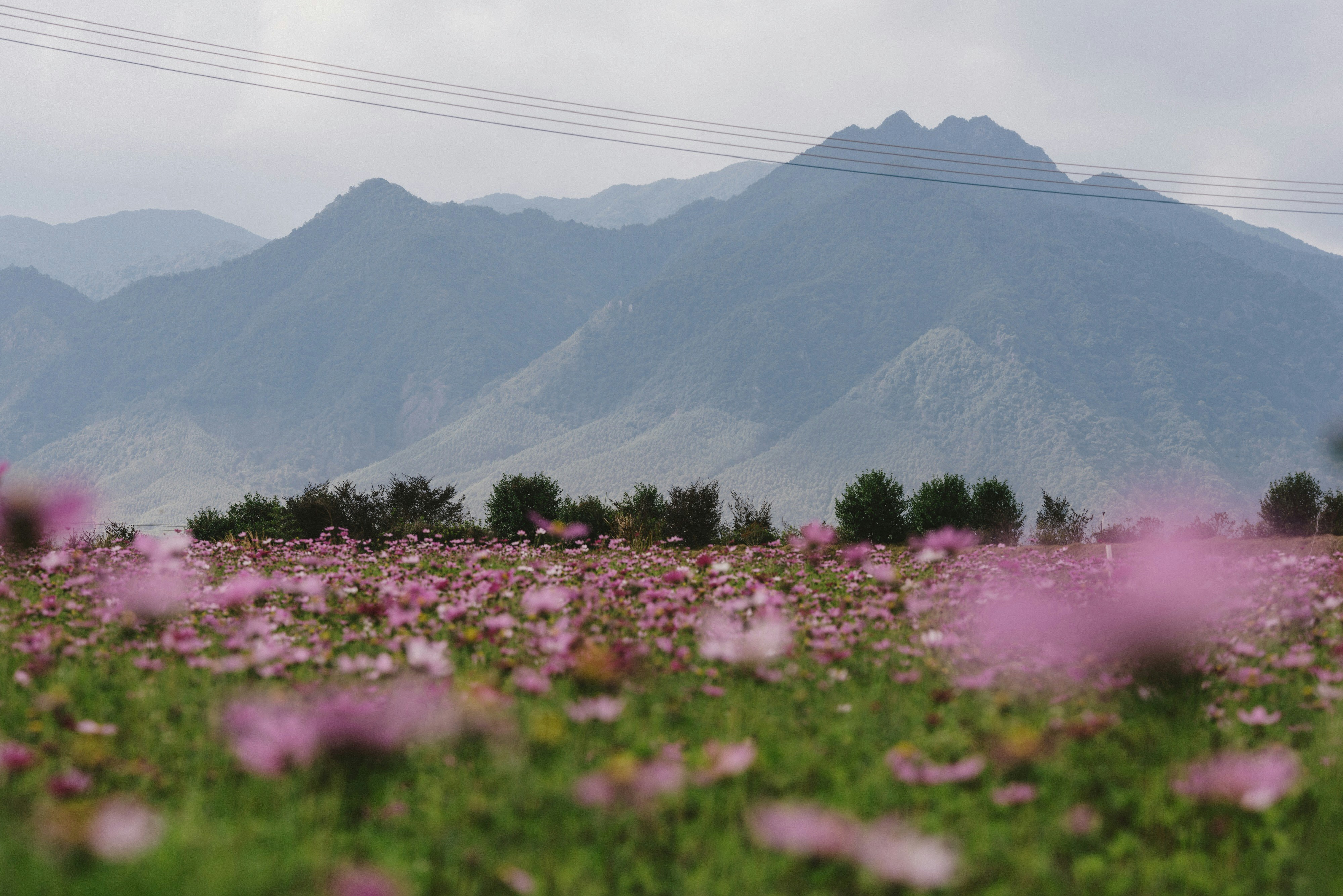 pink flowering green plant with mountain background