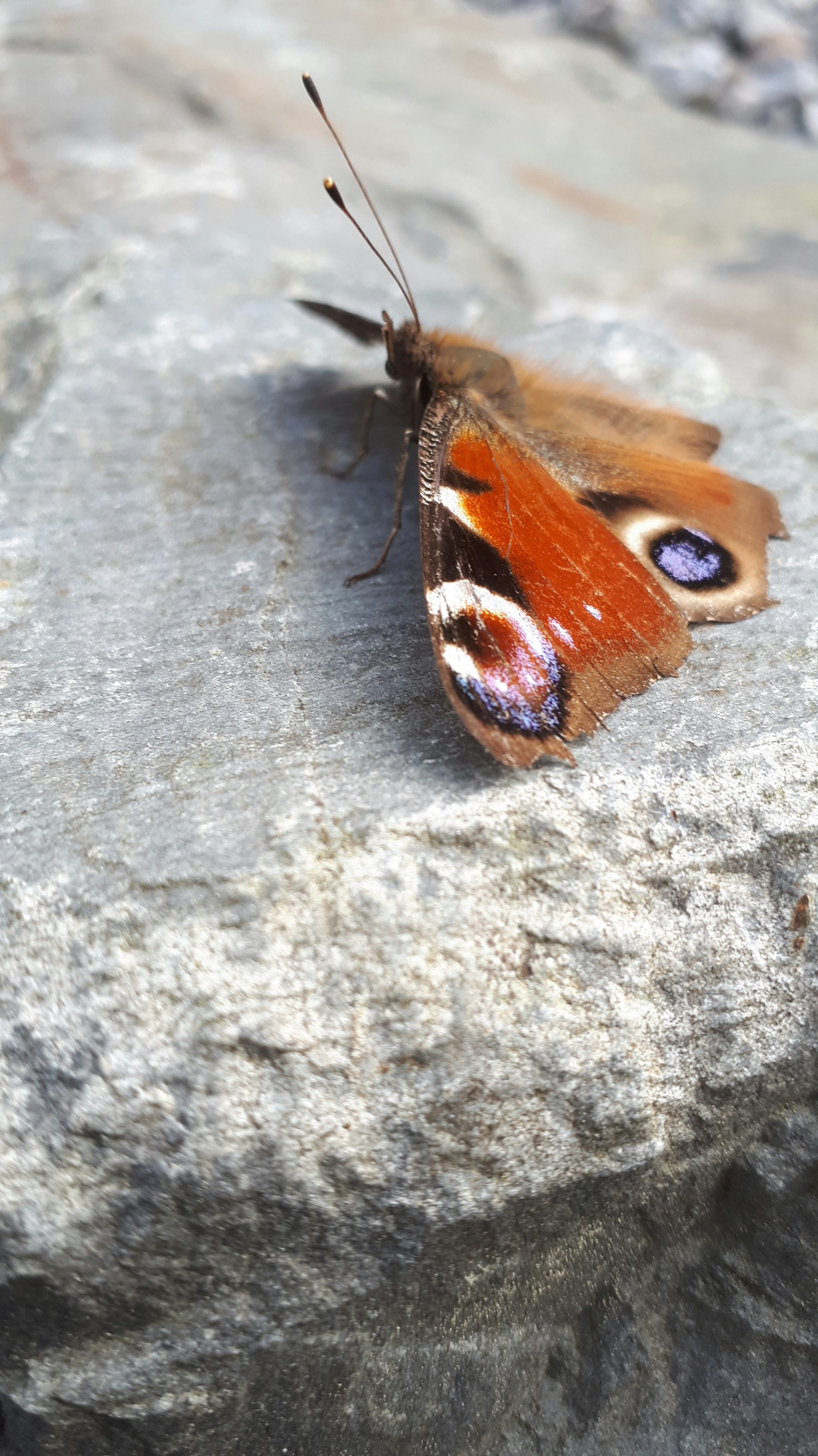 Crimson Peppered Wings on Weathered Stone